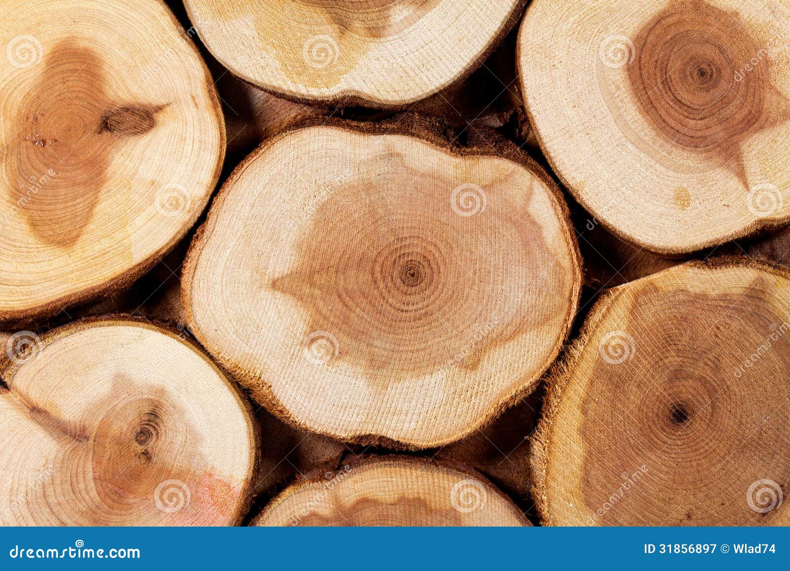 Close up of wood slices stock image. Image of bark, trunk - 31856897