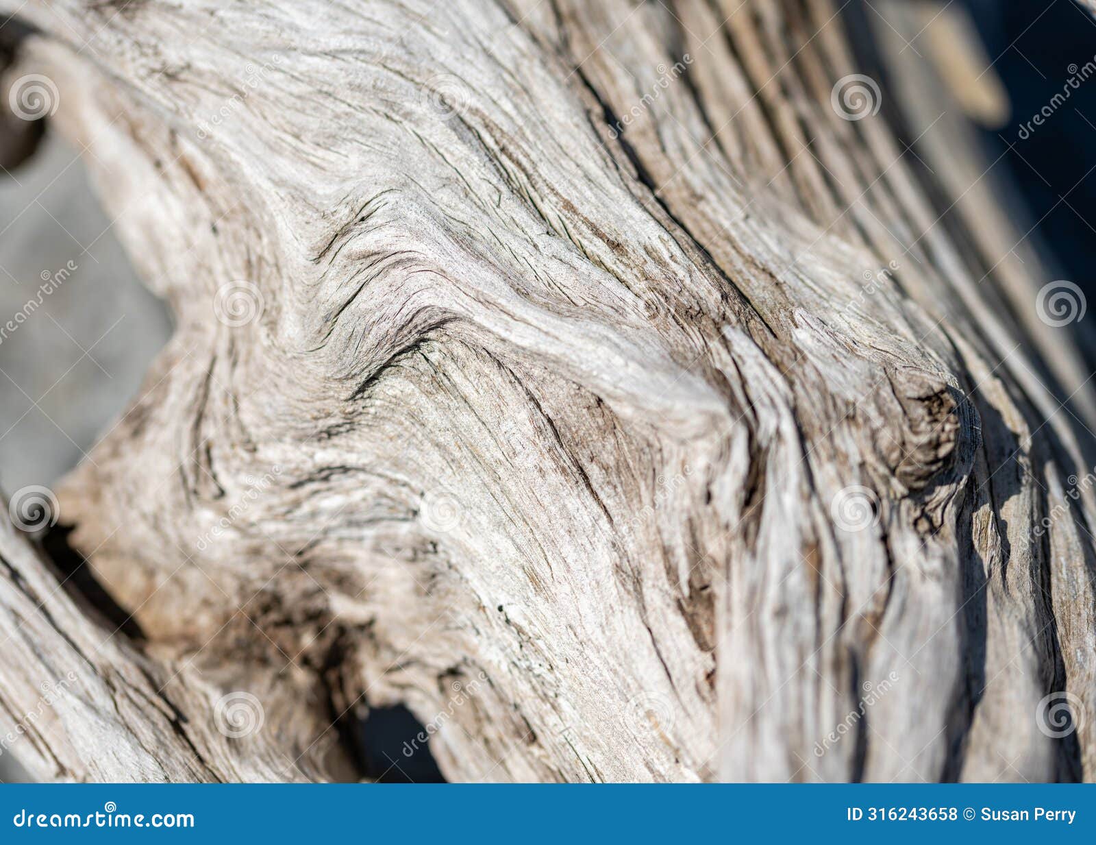 Close Up of Wood Tree Texture Bare Stock Photo - Image of geology, wood ...