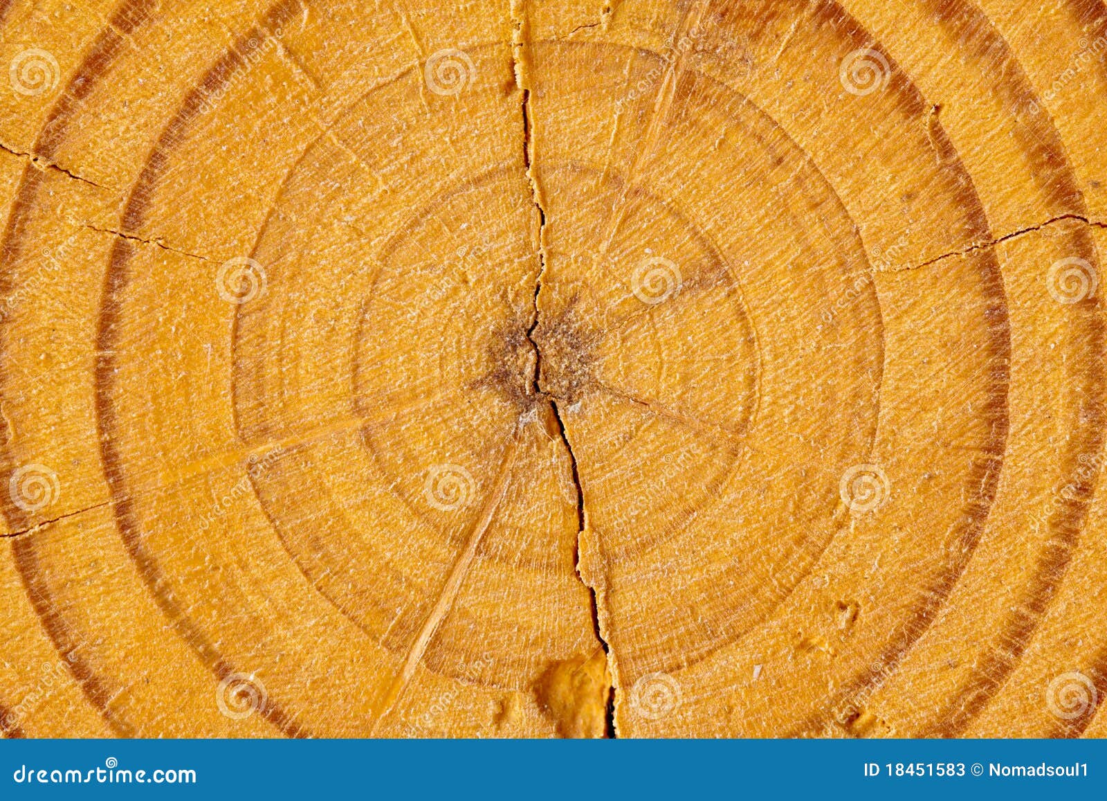 Close-up of wooden section stock image. Image of shape - 18451583