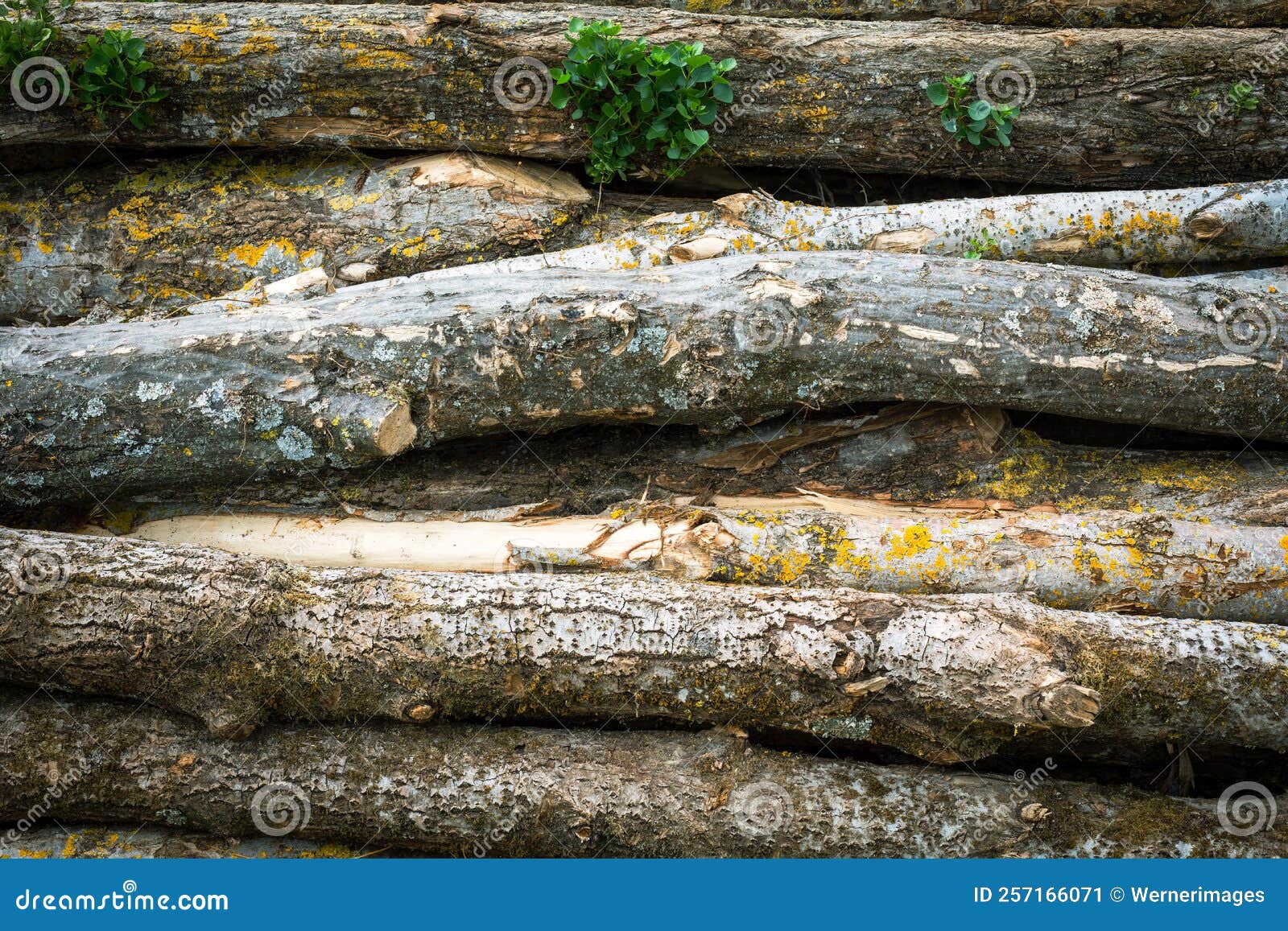 Close-up of Wooden Trunks in a Stack Stock Image - Image of firewood ...