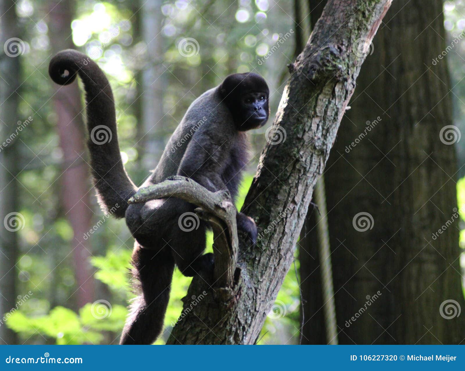 Woolly monkey eating stock photo. Image of face, expression - 106227320