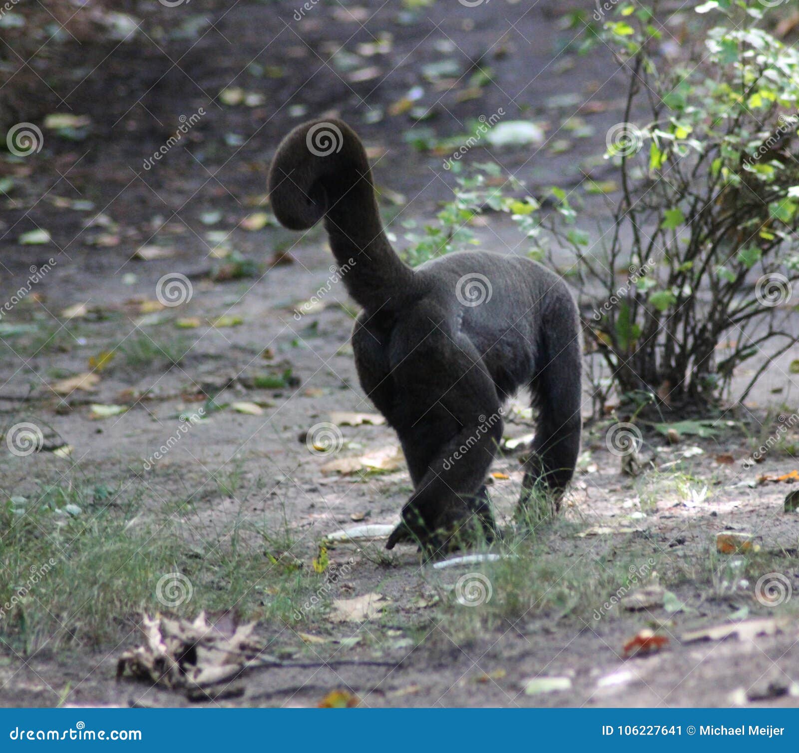 Woolly monkey in tree stock image. Image of jungle, face - 106227641