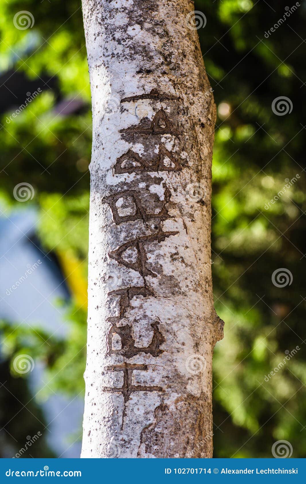 Tree Trunk with Cut-out Word Stock Photo - Image of space, timber ...