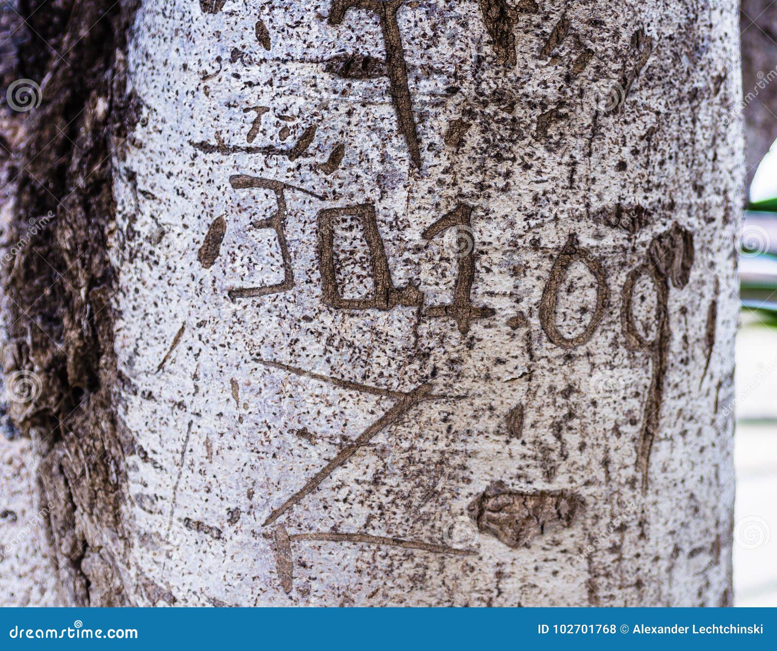 Tree Trunk with Cut-out Word Stock Photo - Image of environment, summer ...