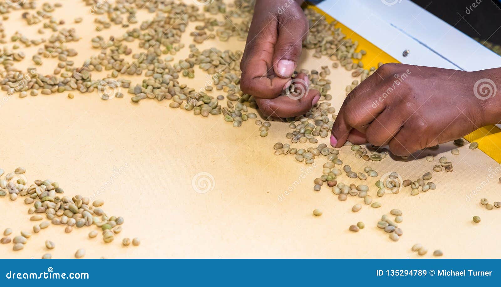 Raw Coffee Bean Sorting and Processing in a Factory Stock Image - Image ...