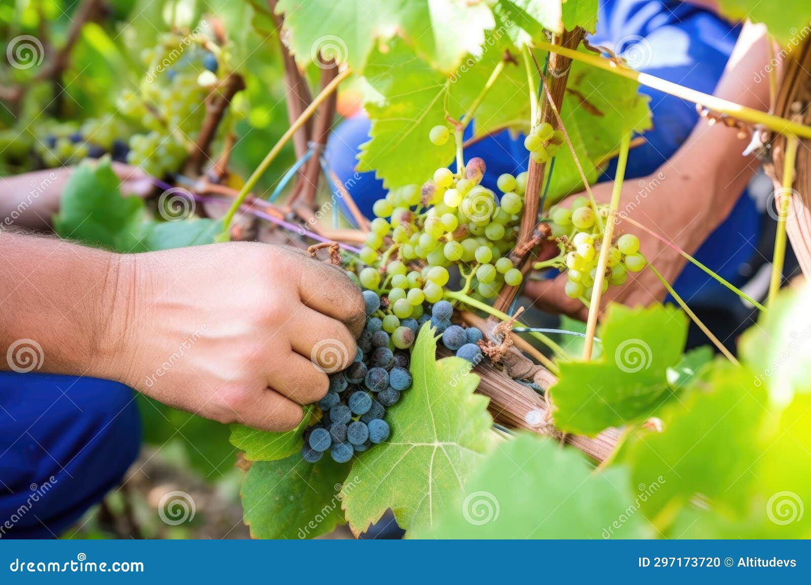Tying Grapevines Stock Photos - Free & Royalty-Free Stock Photos from ...