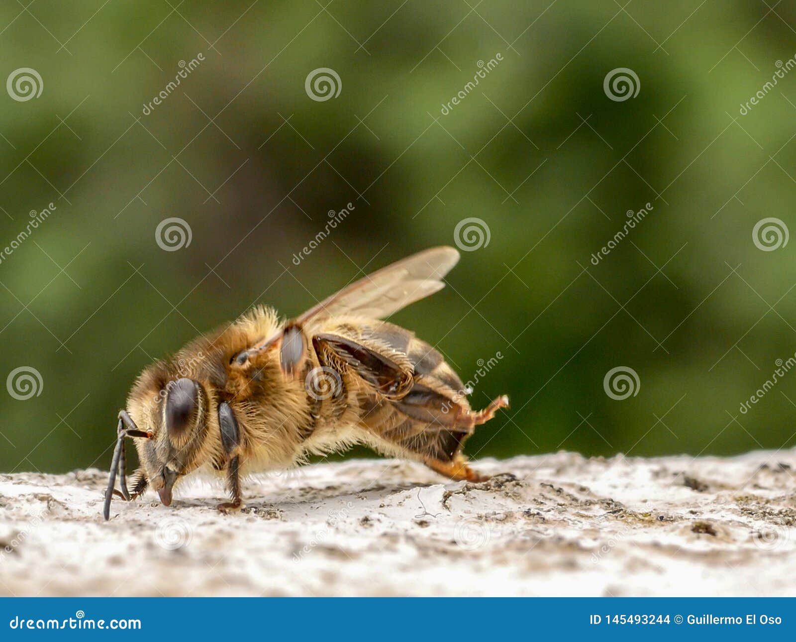 Close Up from a Working Bee on a Rock Stock Photo - Image of closeup ...