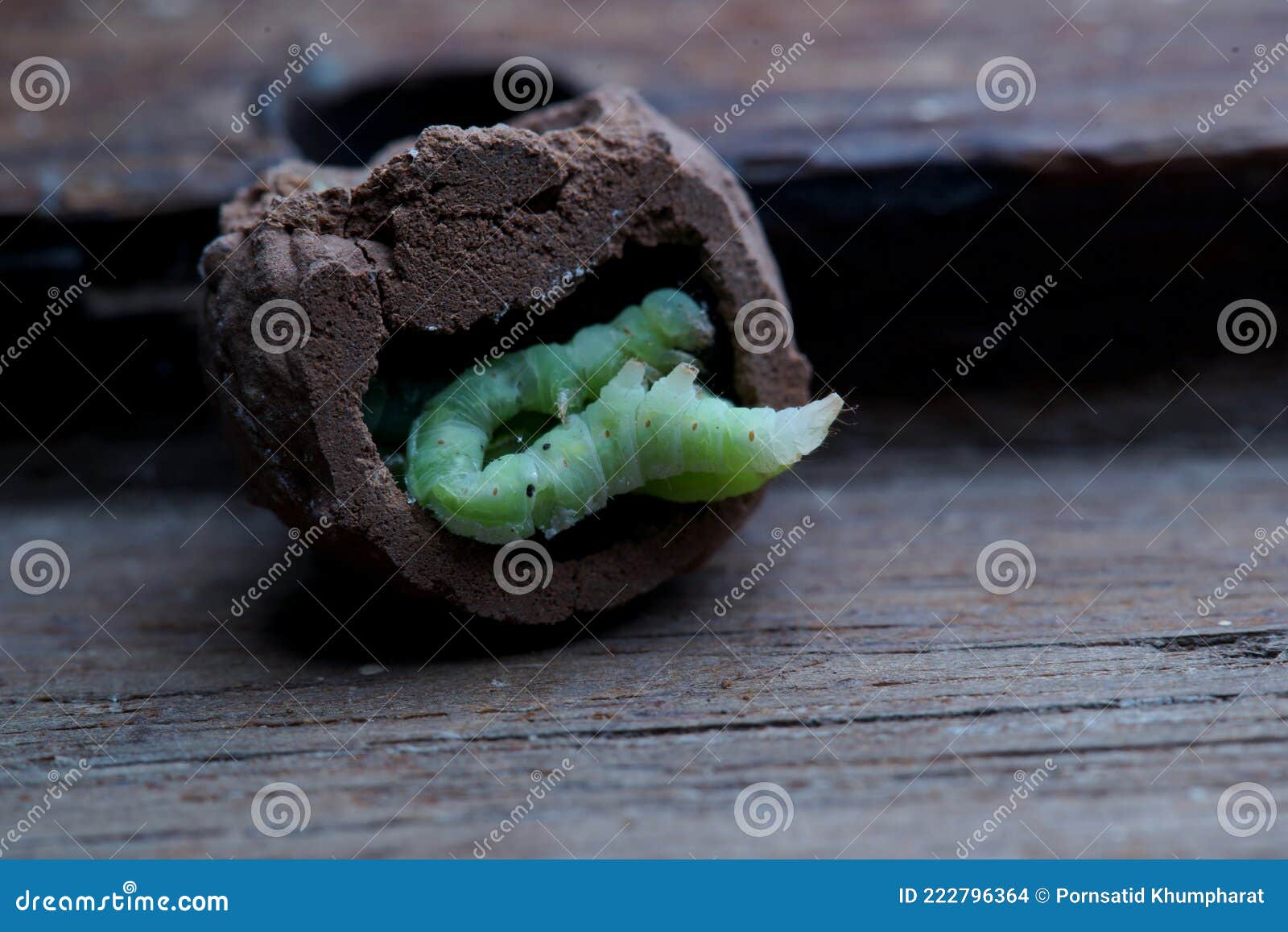 Close-up of Worm Larvae in the Nest Stock Photo - Image of larvae ...