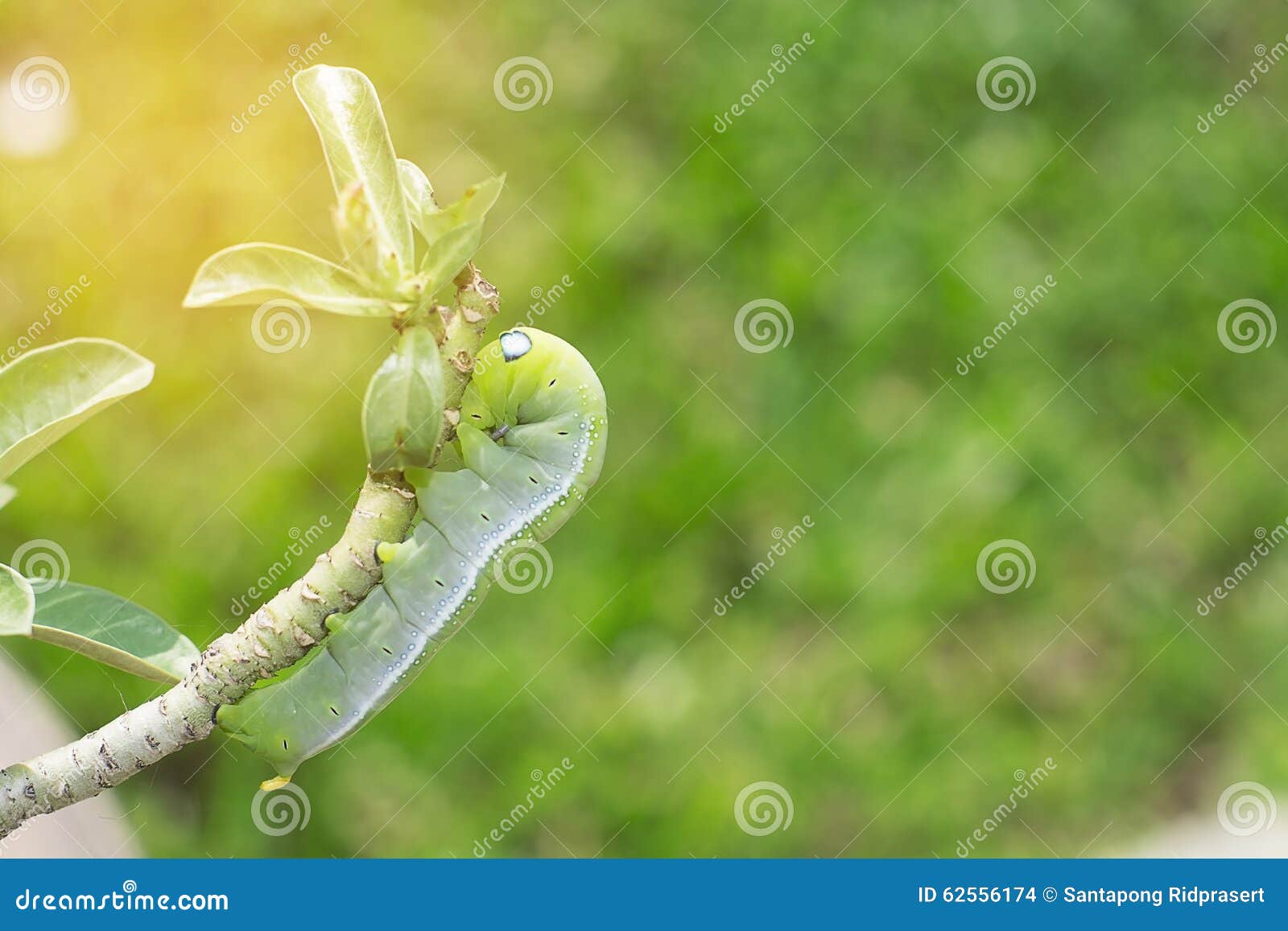 Close Up Worm on the Plant. Stock Photo - Image of green, worm: 62556174