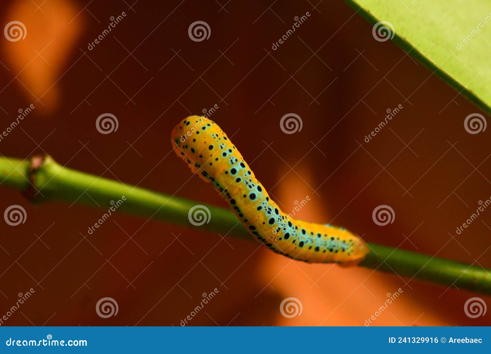 Close-up of a Worm on a Stick Stock Photo - Image of wildlife, hand ...