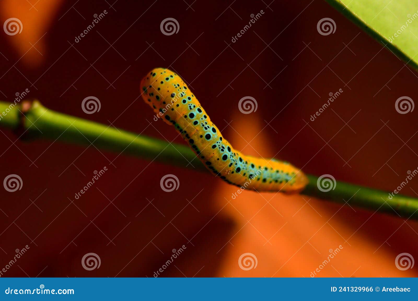 Close-up of a Worm on a Stick Stock Photo - Image of plant, animal ...