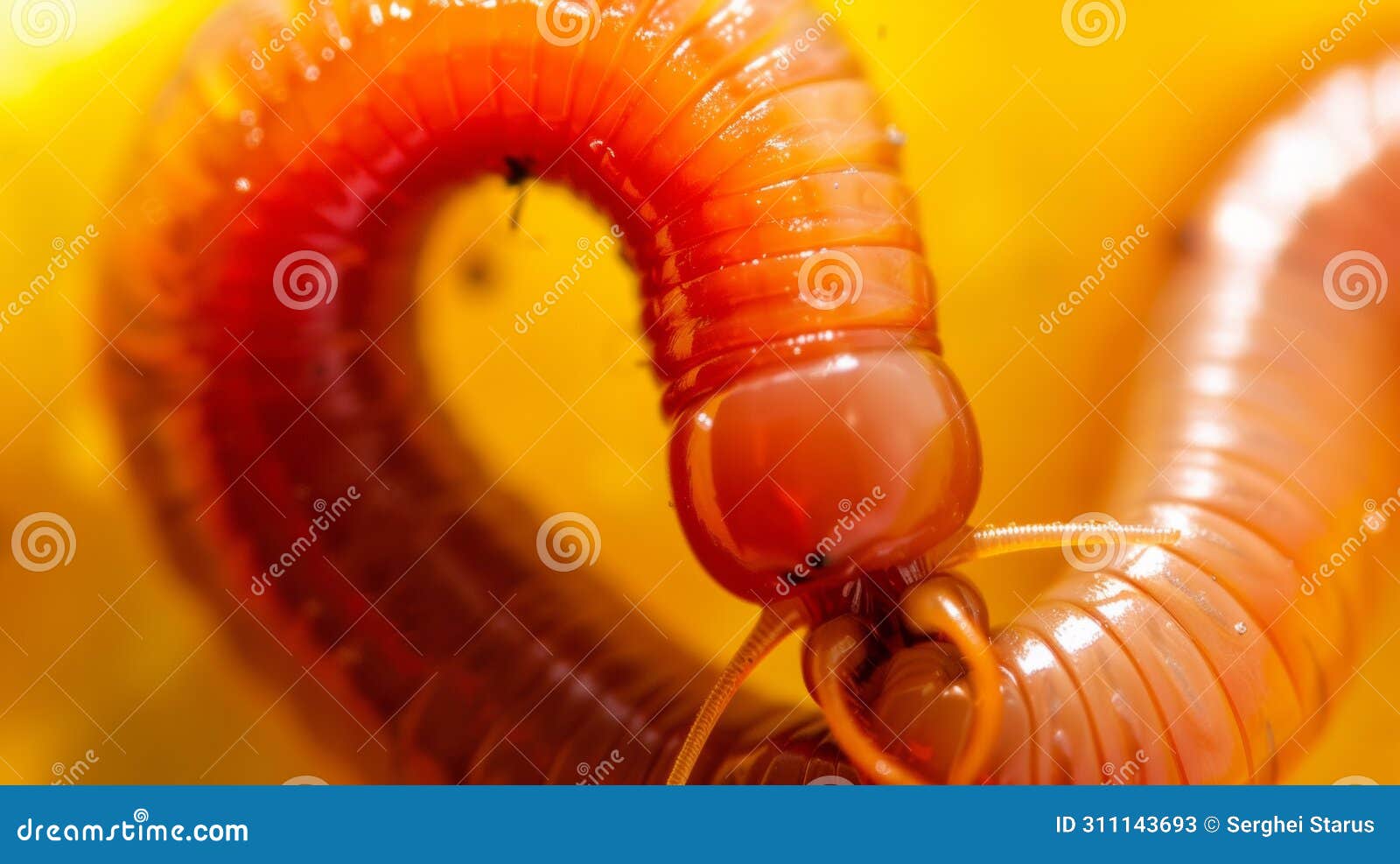 Close Up Of A Worm Moving Across A Gravel Path In A Park In The Summer ...
