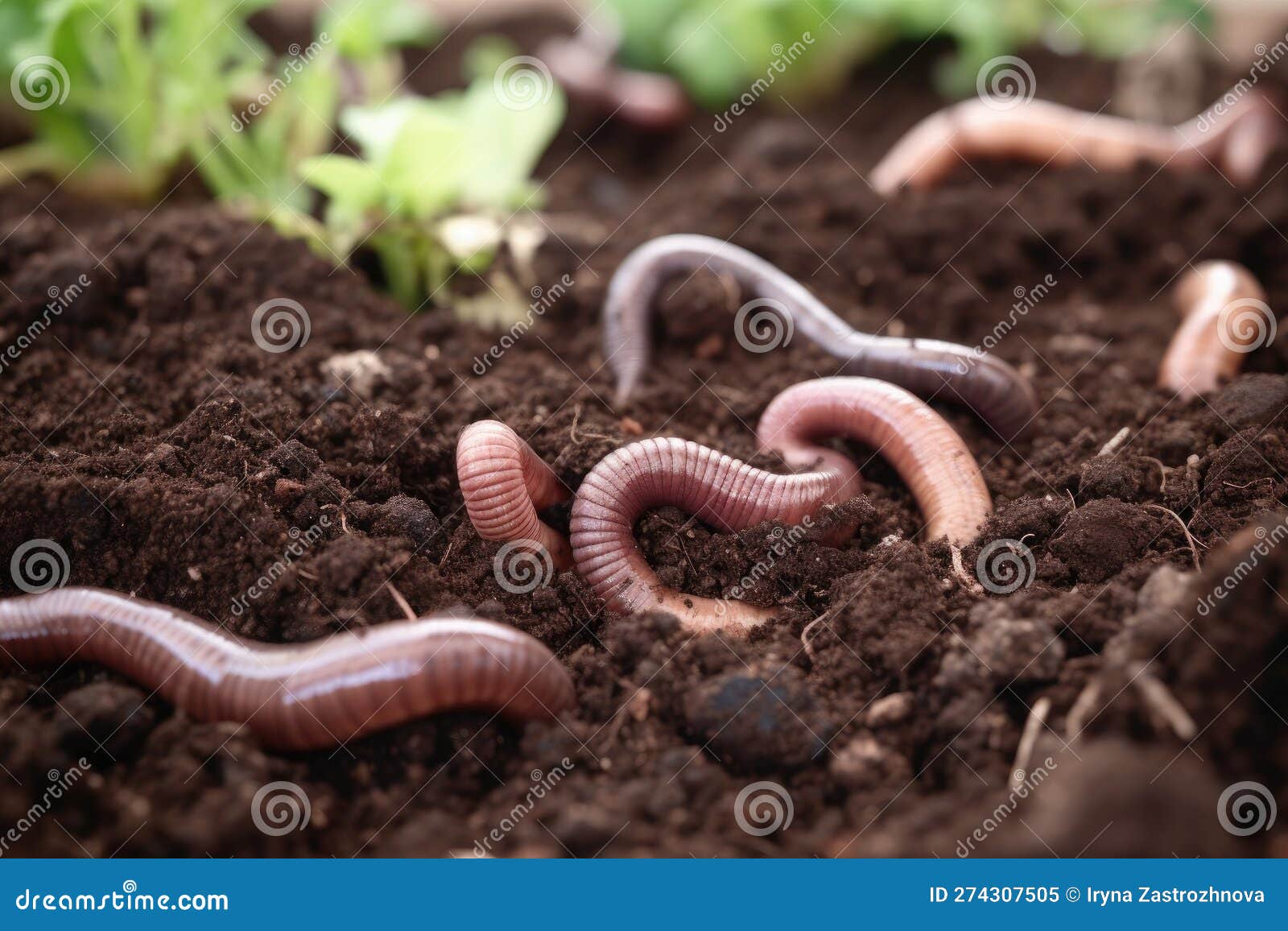 Close-up, Worms in the Ground. Generative Ai Stock Illustration ...