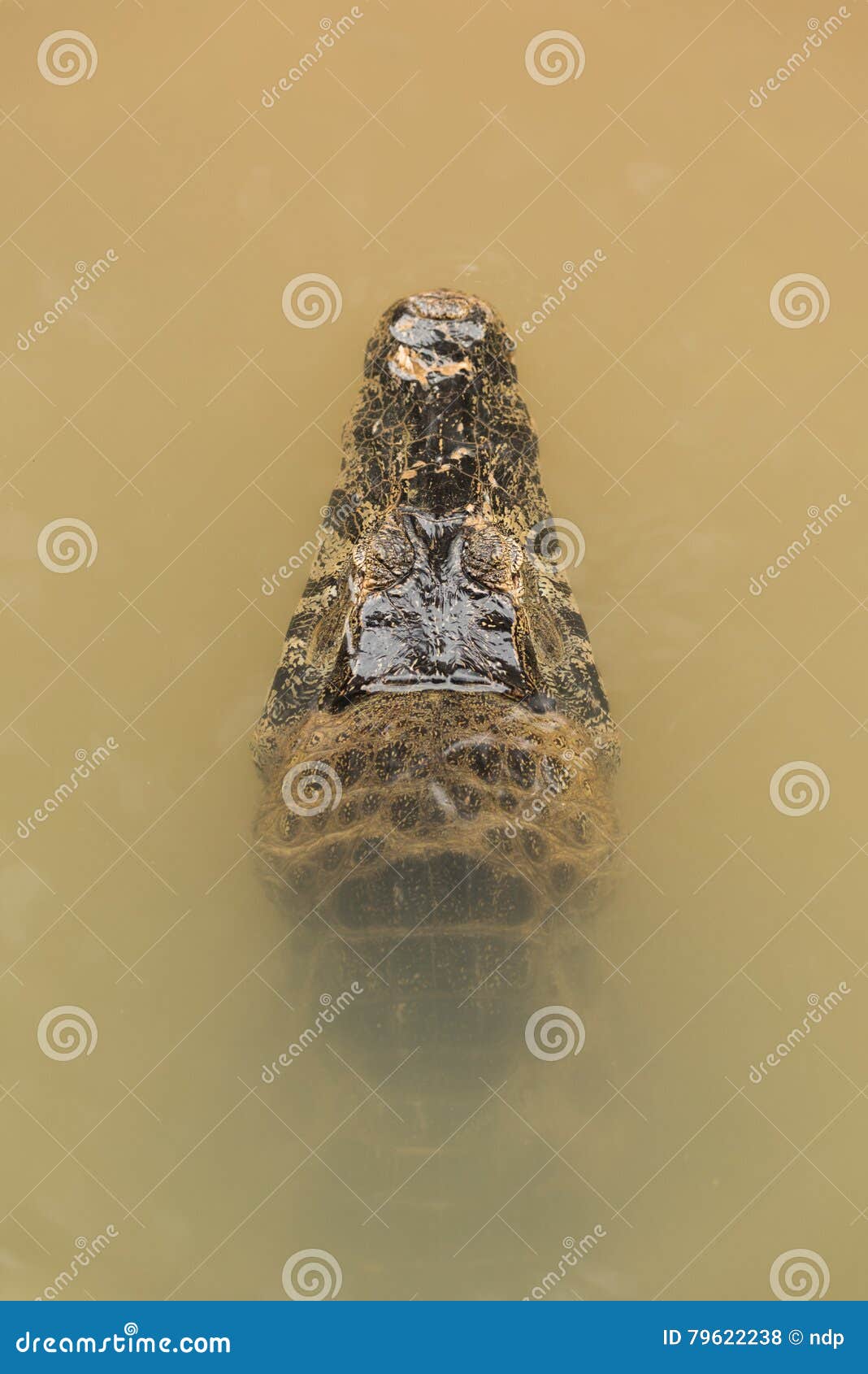 Close-up of Yacare Caiman Head from Above Stock Photo - Image of water ...