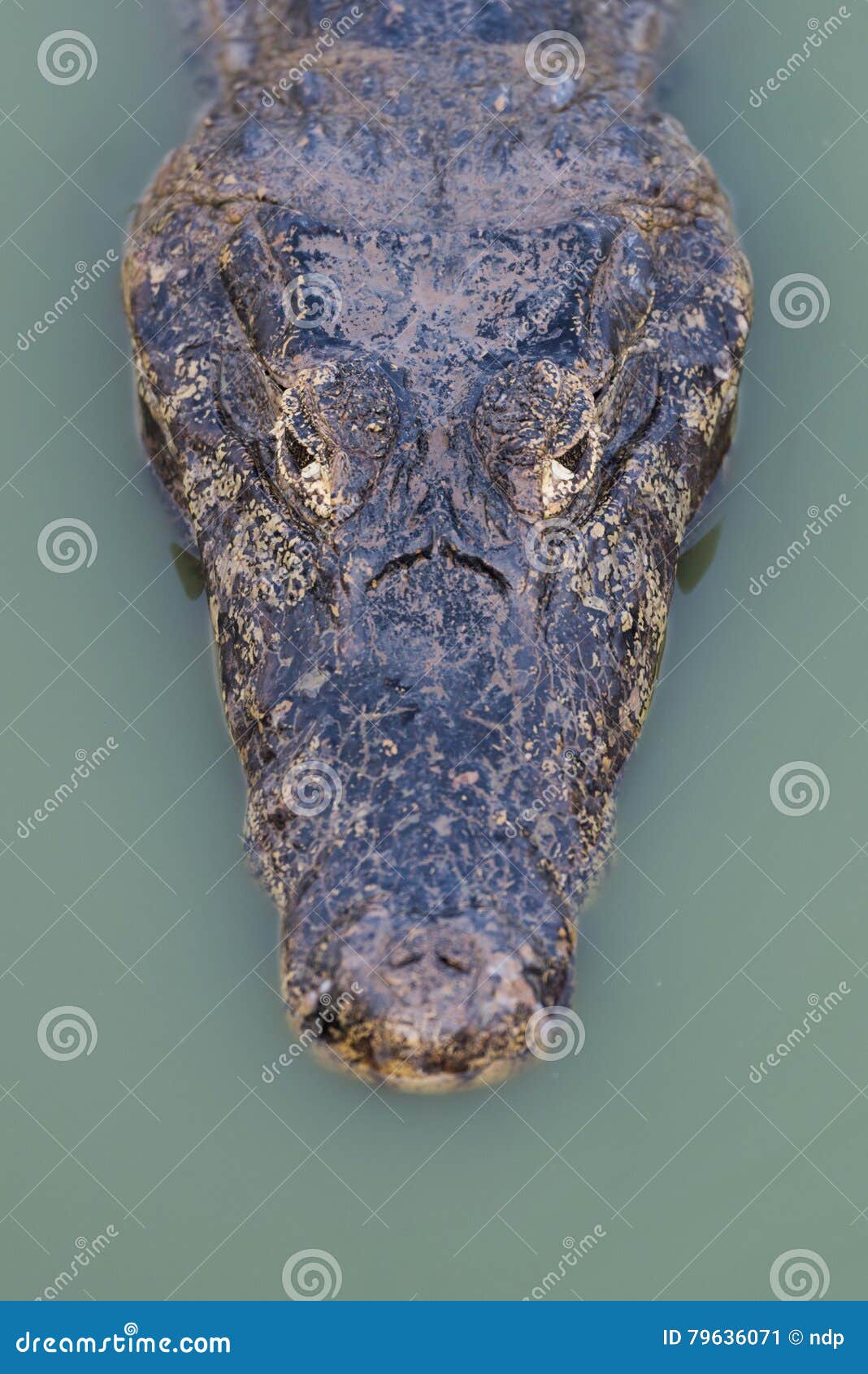 Close-up of Yacare Caiman Head in Pool Stock Image - Image of reptile ...
