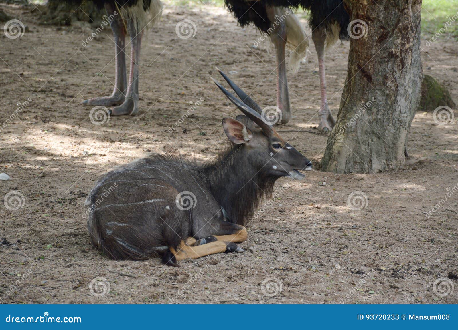 Yak on the ground stock image. Image of ground, blue - 93720233