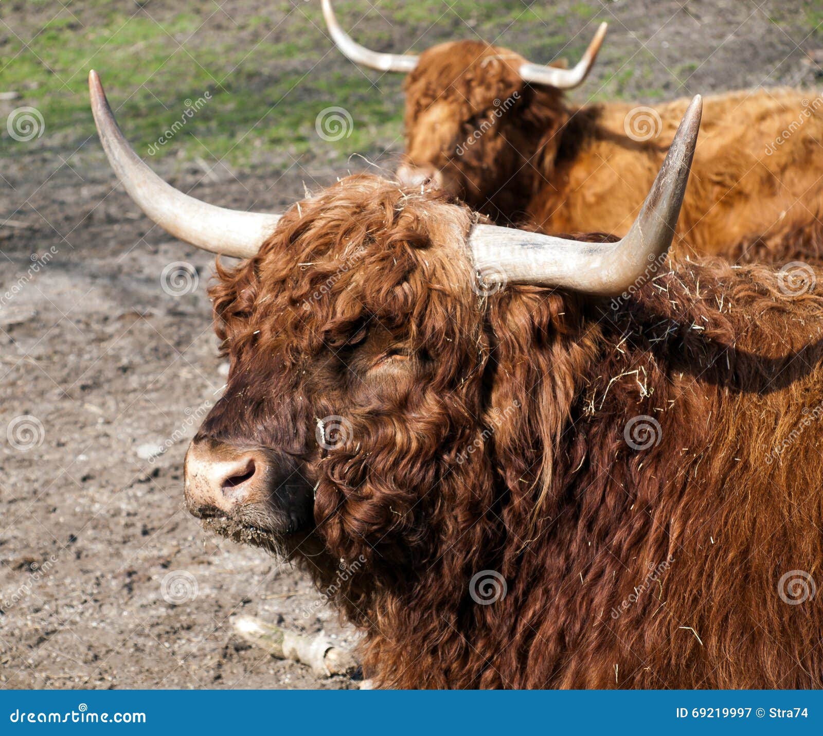 Close up of a yak head stock image. Image of weekend - 69219997