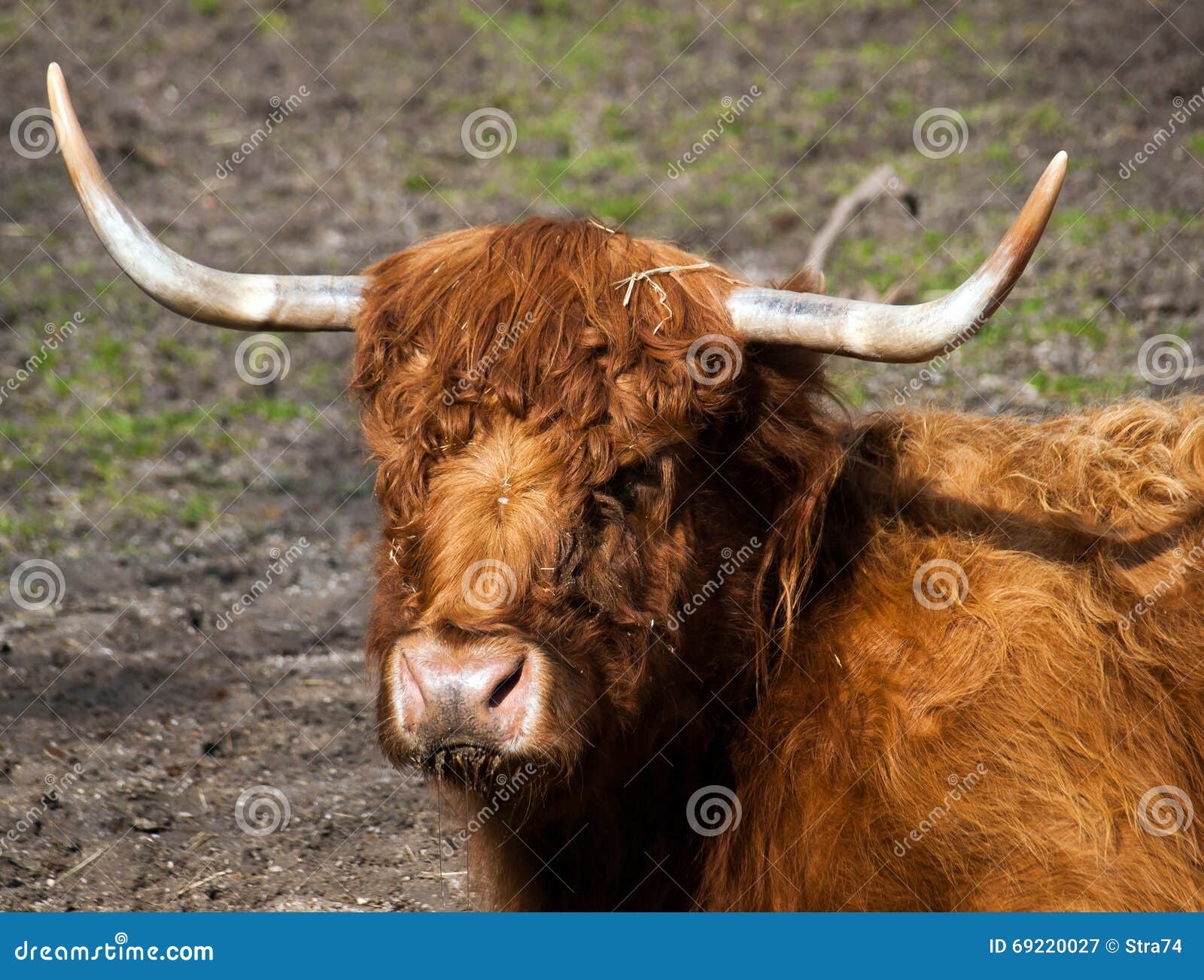 Close up of yak head stock image. Image of together, holiday - 69220027