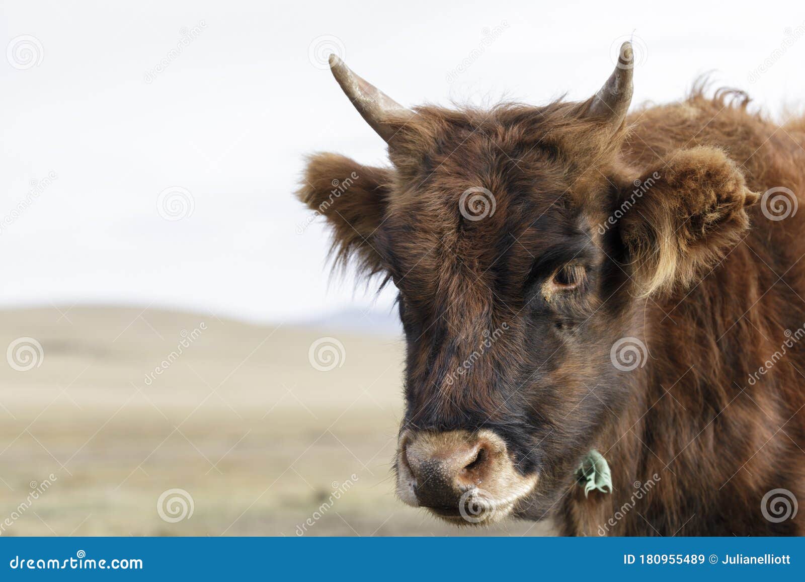 Close Up of a Yak in Mongolia Stock Image - Image of rural, black ...