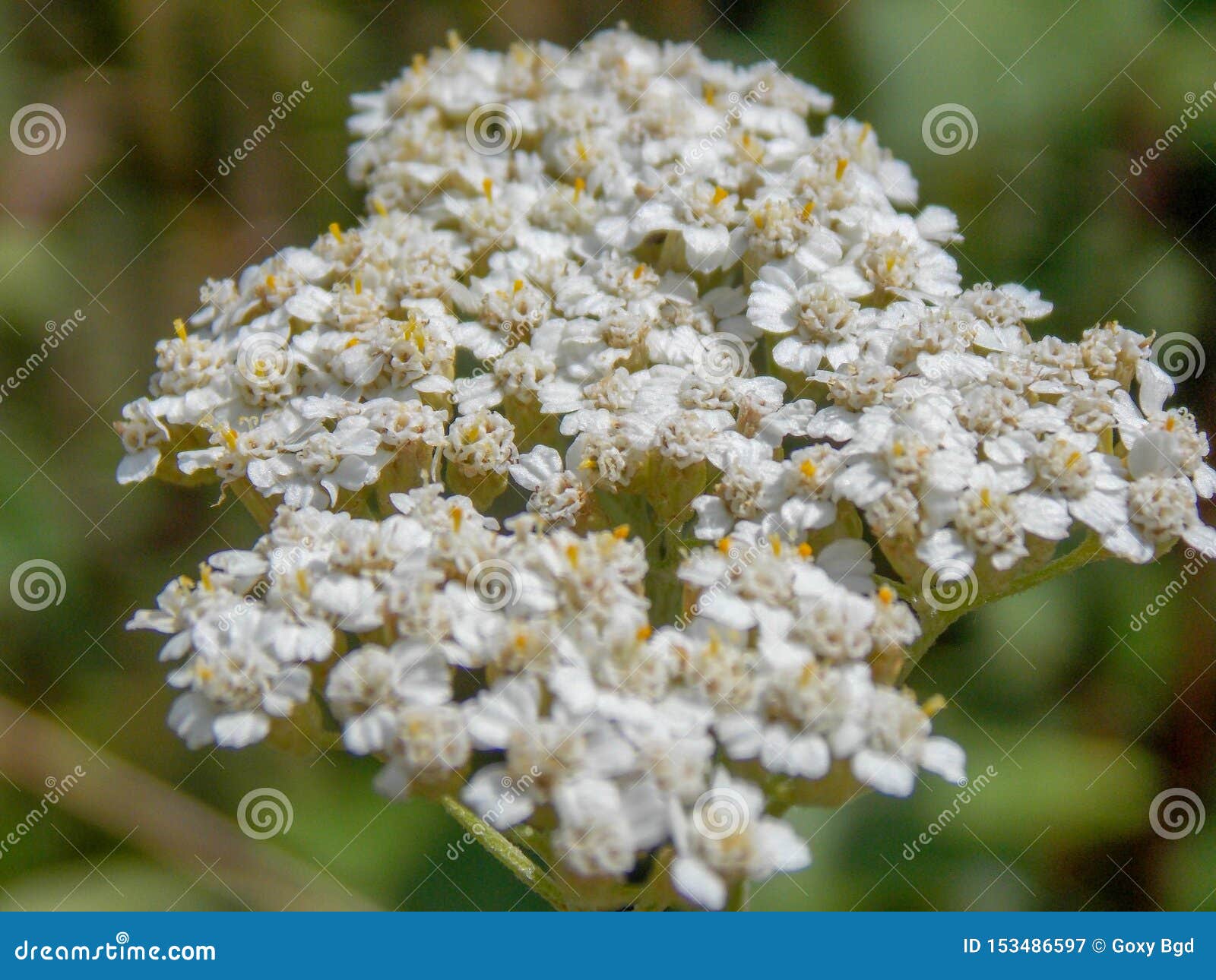 Close Up of a Yarrow Flower. Stock Image - Image of plant, season ...