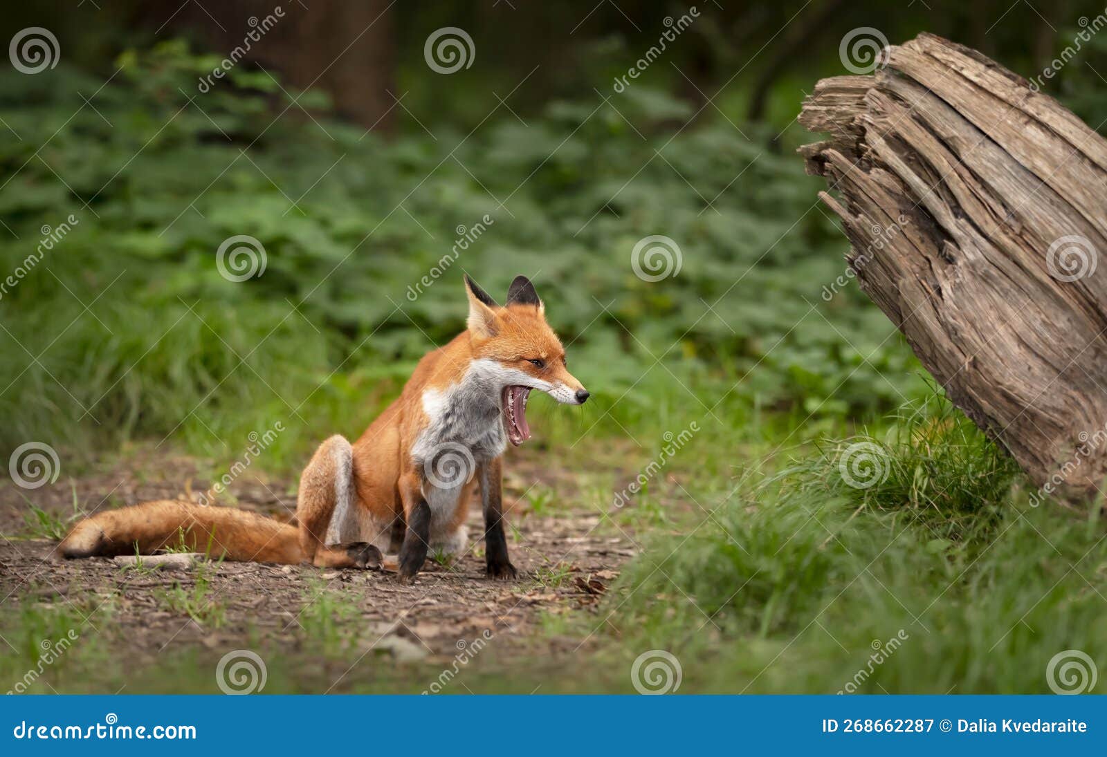 Close Up of Yawning Red Fox in a Forest Stock Image - Image of tree ...