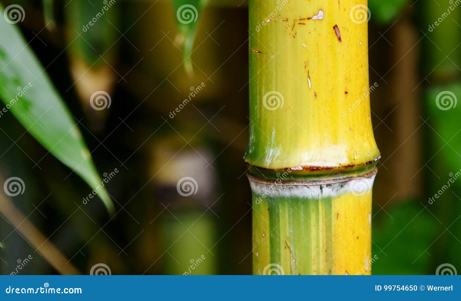 Yellow bamboo stick stock photo. Image of exotic, nature - 99754650
