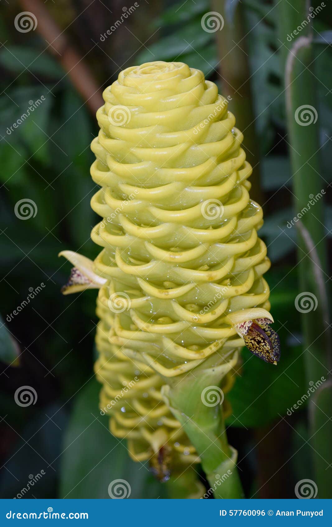 Close Up Yellow Beehive Ginger - Zingiber Spectabile. Stock Photo ...