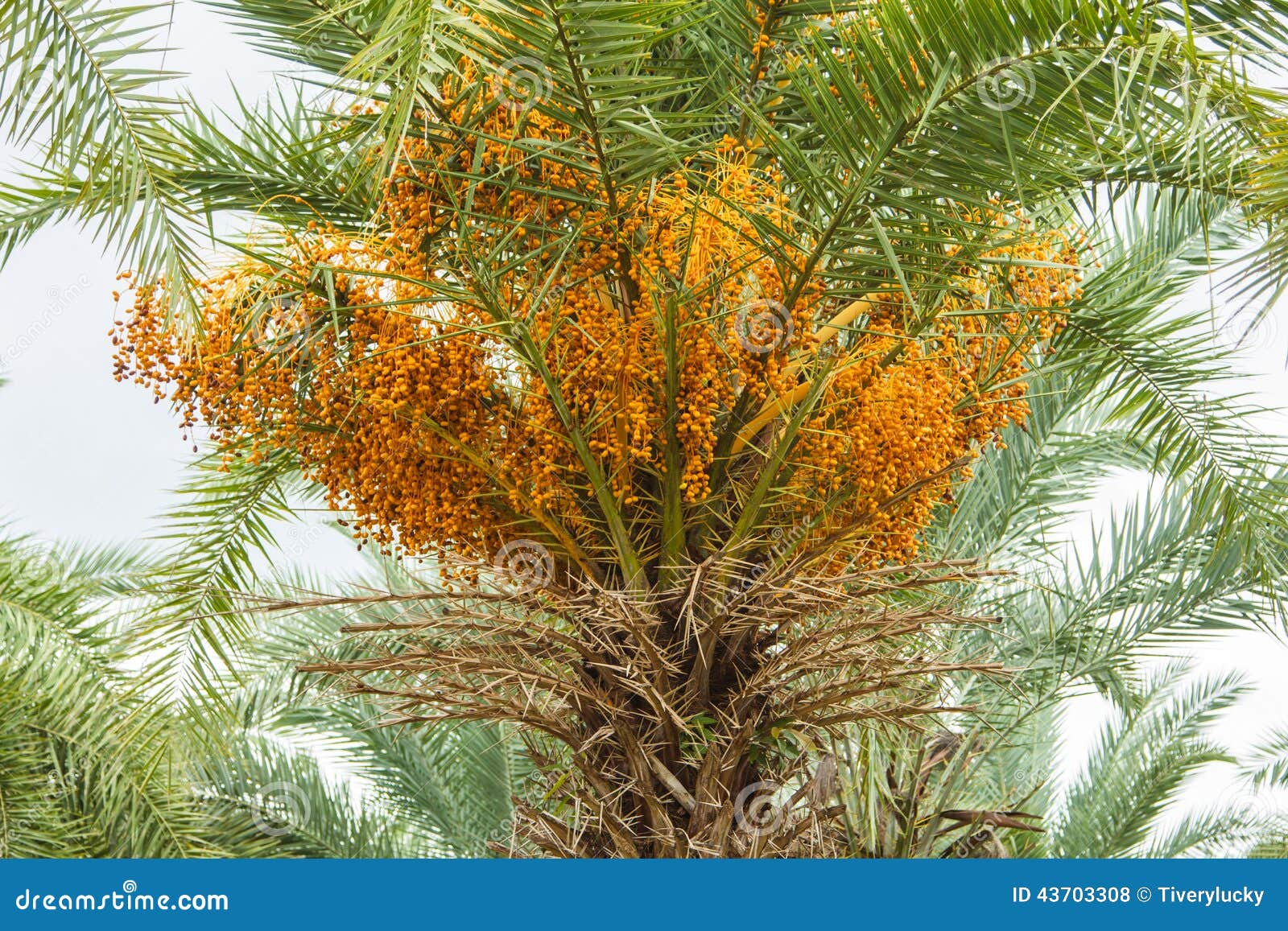 Close Up Yellow Betel Nut at Palm Tree Stock Photo - Image of asia ...