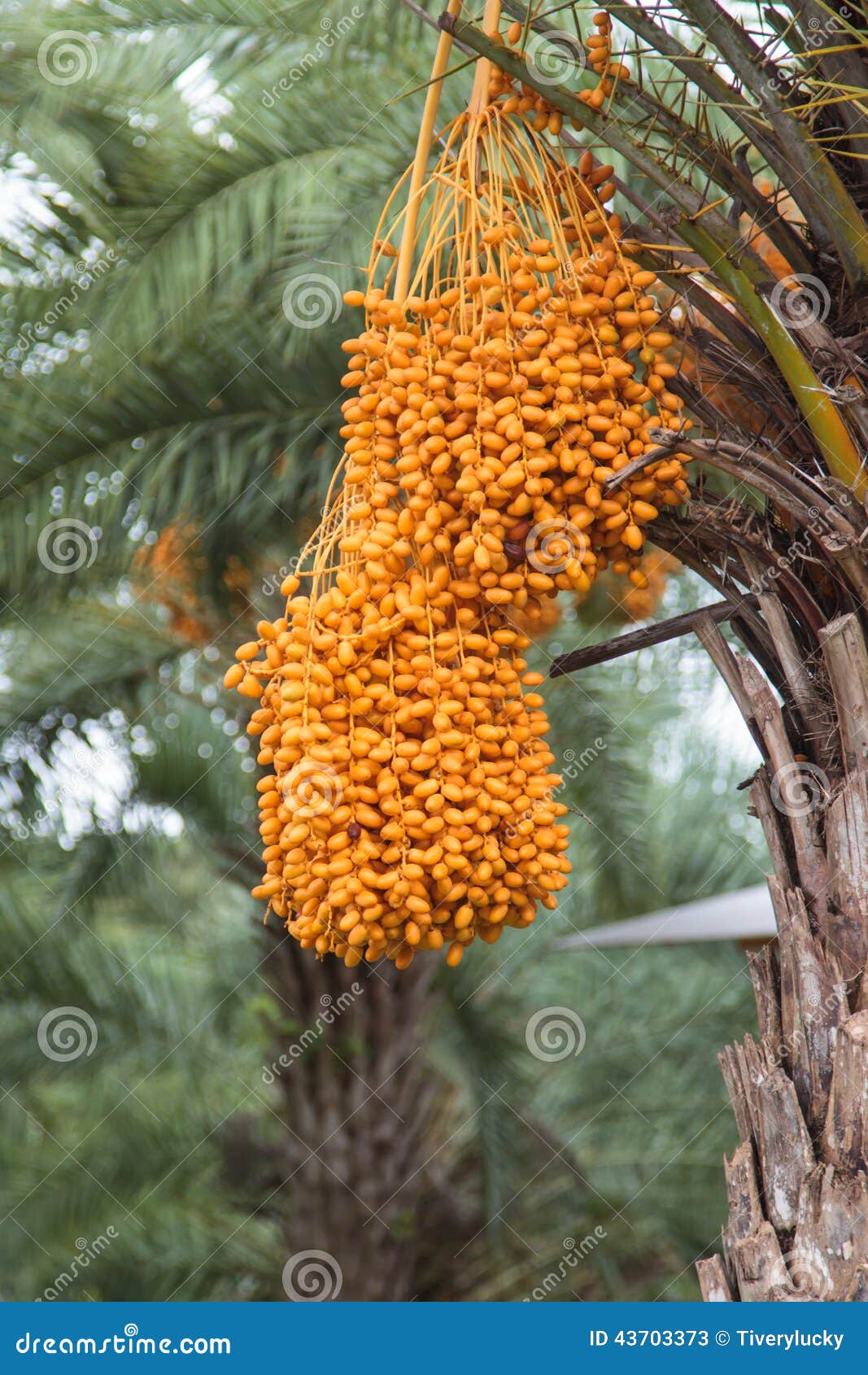 Close Up Yellow Betel Nut at Palm Tree Stock Image - Image of palm ...