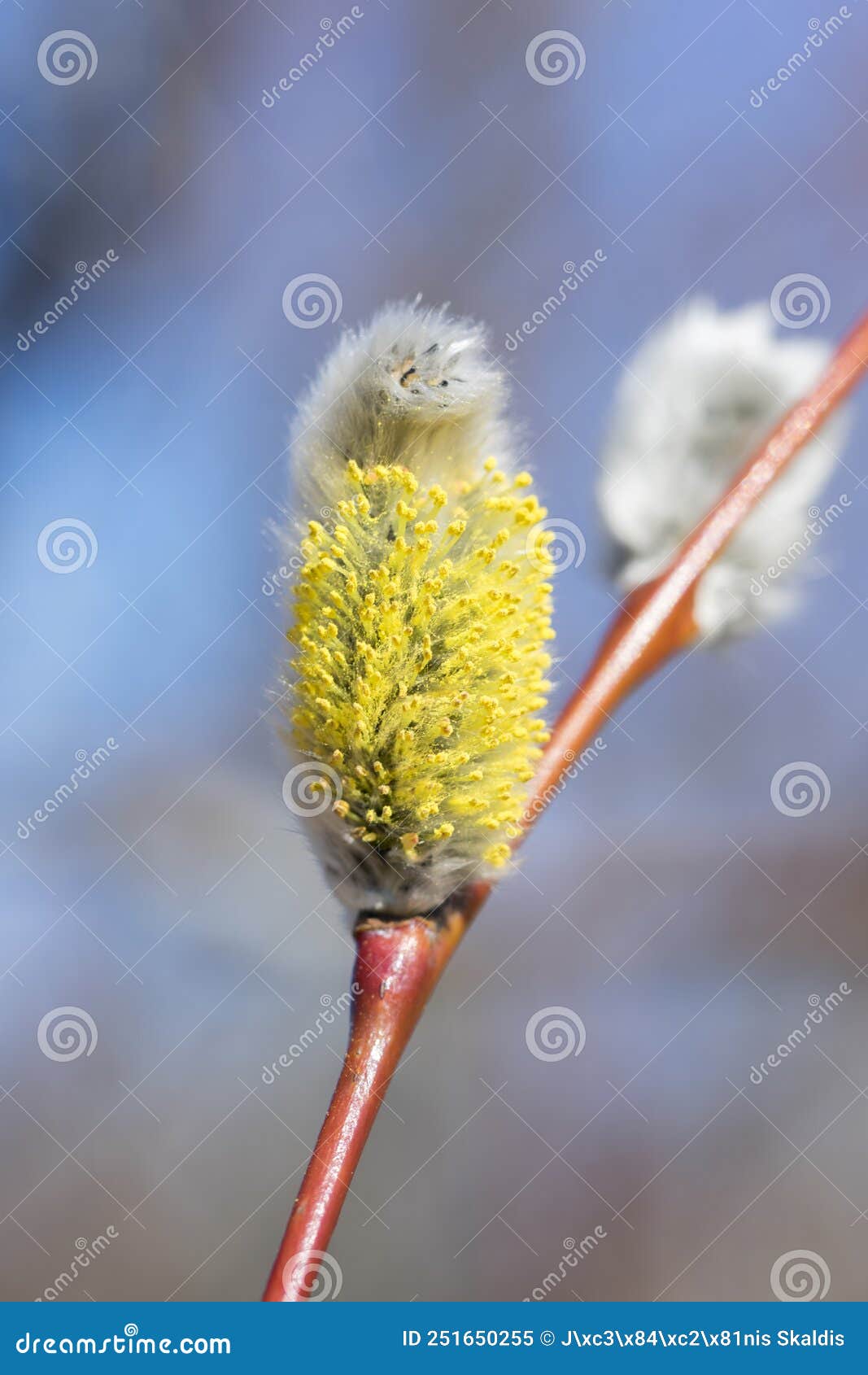 Close Up of Yellow Blooming Willow in Spring Time Stock Image - Image ...