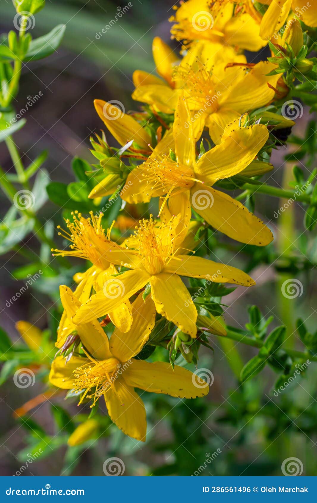 Close-up of the Yellow Blossoms of Hypericum Perforatum, a Herbal ...