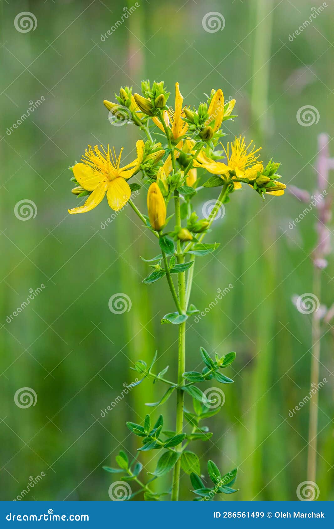 Close-up of the Yellow Blossoms of Hypericum Perforatum, a Herbal ...