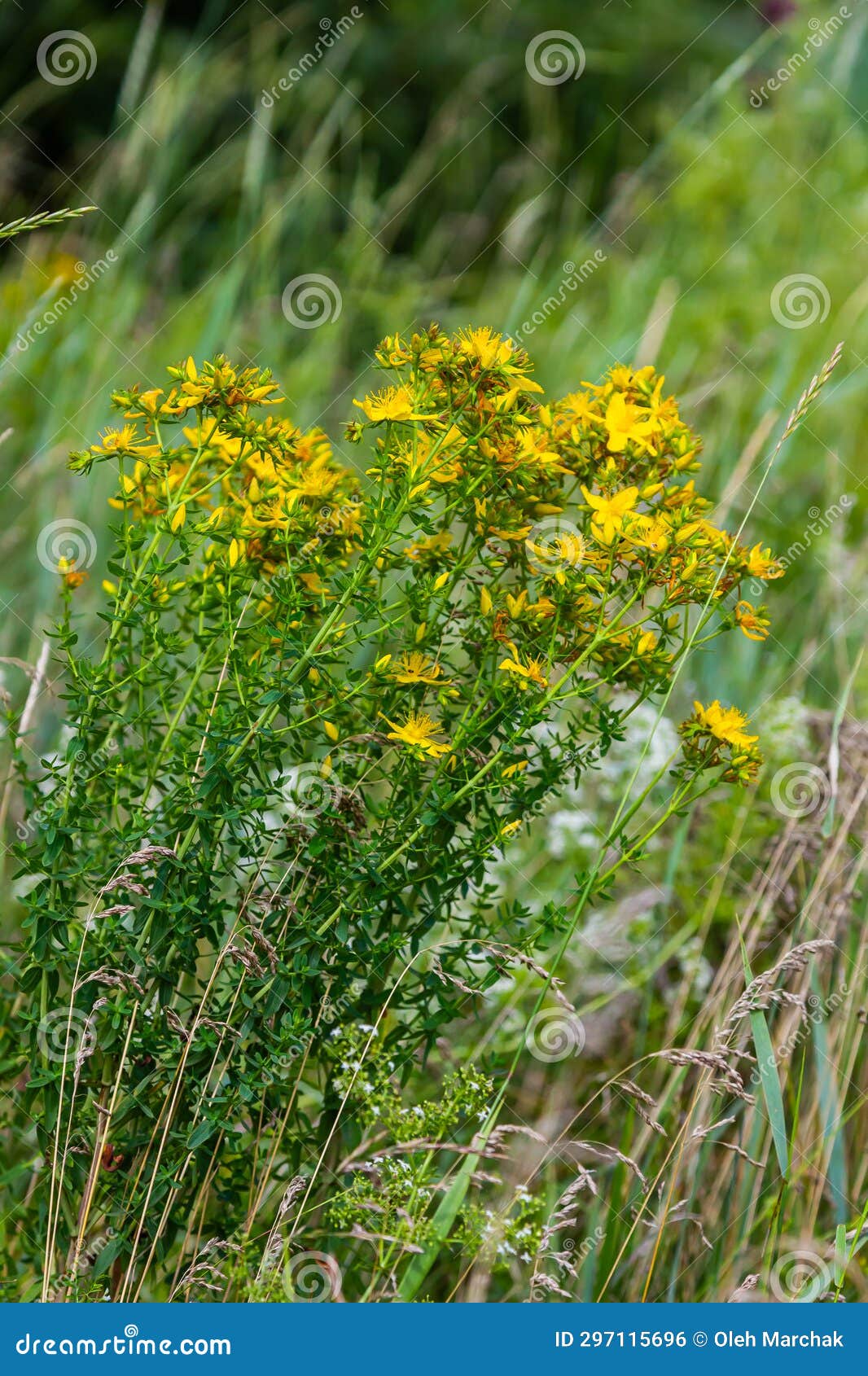 Close-up of the Yellow Blossoms of Hypericum Perforatum, a Herbal ...