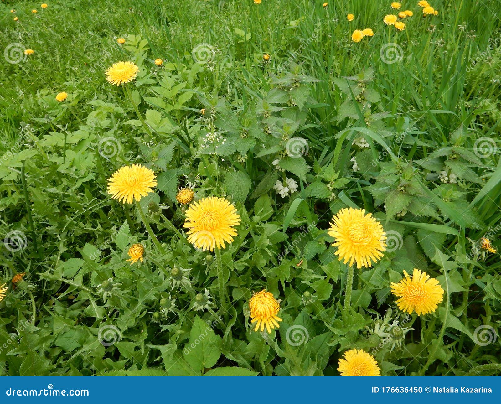 Close-up Yellow Bright Spring Dandelion Close-up on a Blurry Background ...