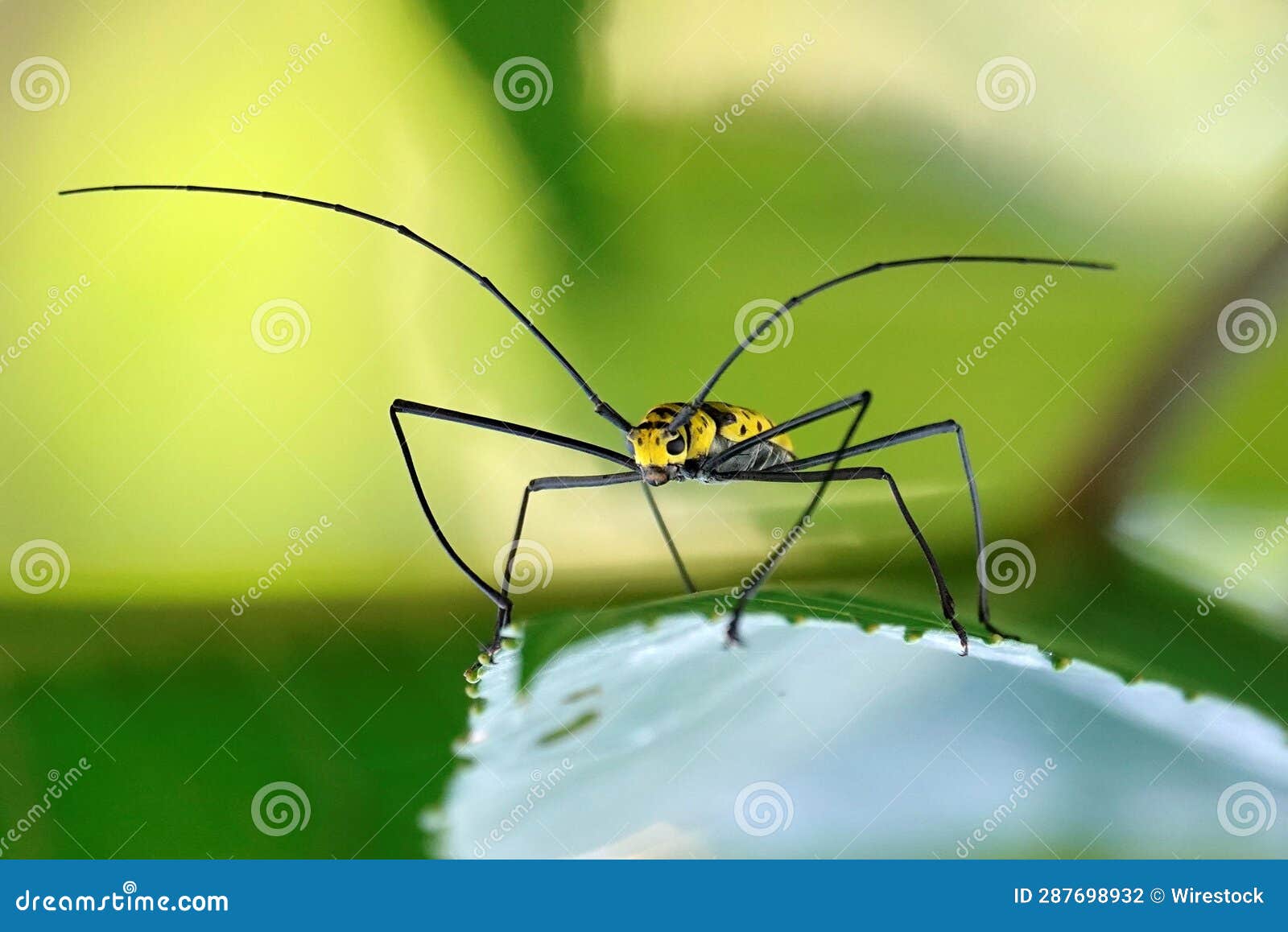 Close-up of a Yellow Bug with Long Antennae Perched on a Green Leaf ...