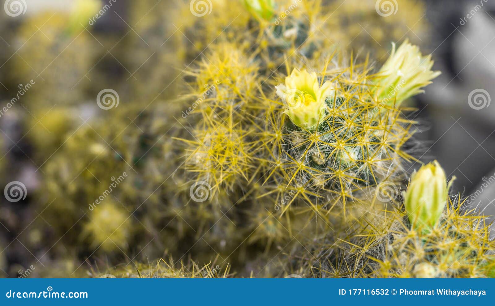 Close Up Yellow Cactus, Abstract Beautiful Texture, Nature Background ...