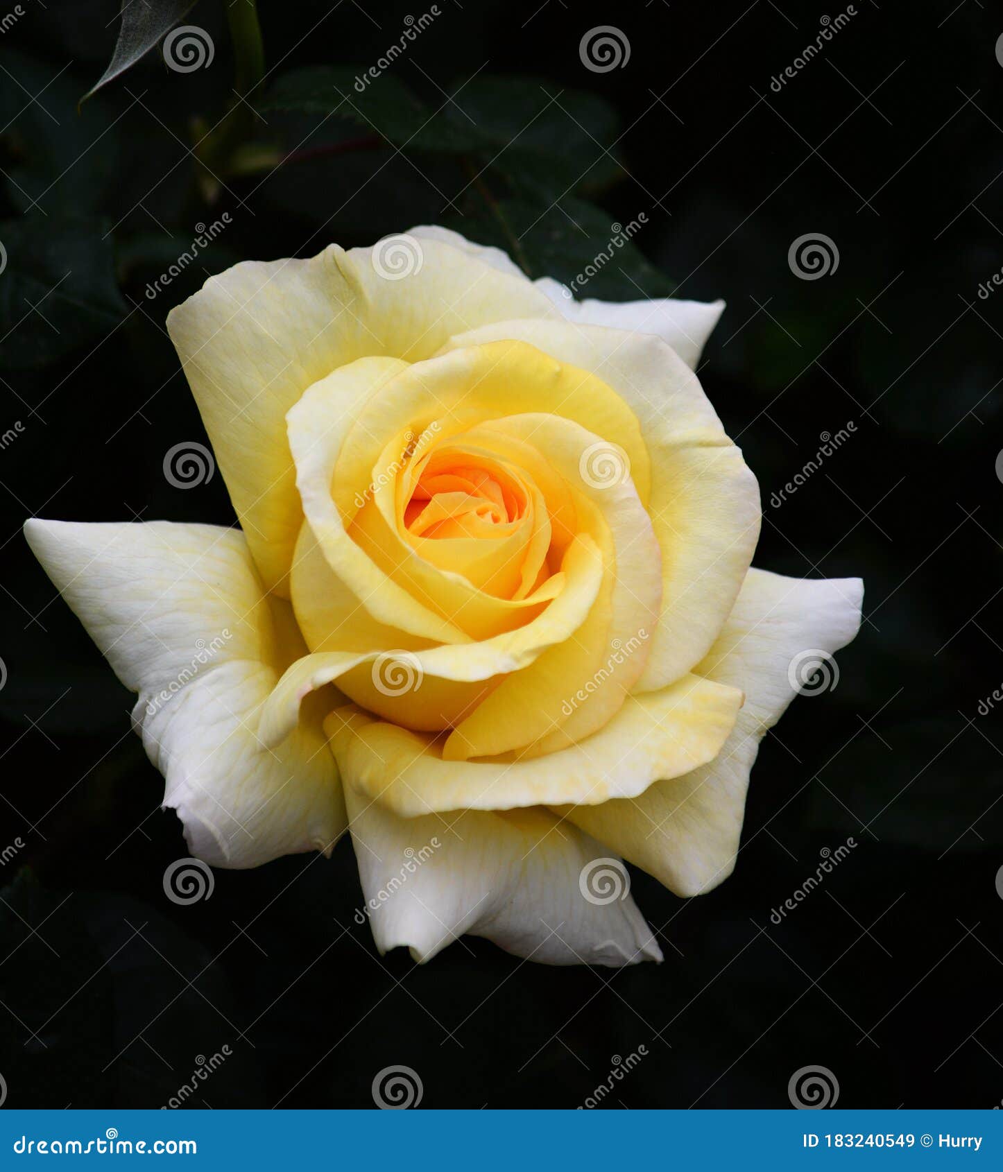 China Rose, Hibiscus, Gudhal, ADHUL, ARHUL, Rose Mallow, Hibiscus Rosa ...