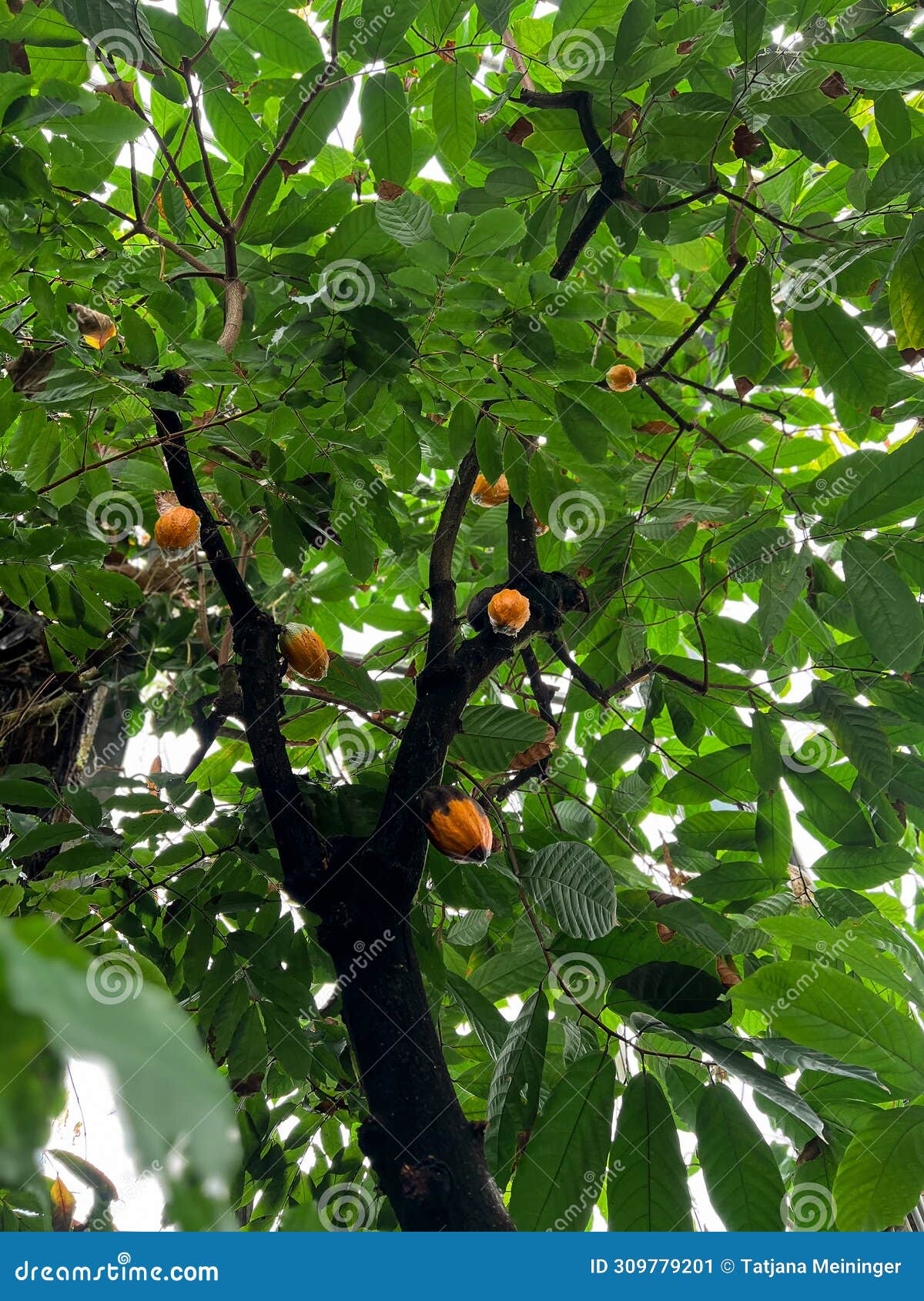 Close Up of Yellow Cocoa Pods Growing on a Tree Stock Image - Image of ...