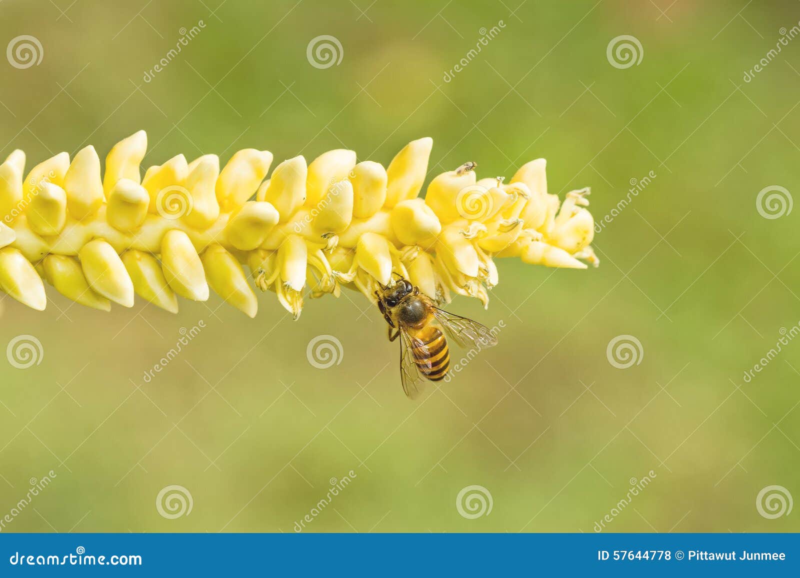 Close Up Yellow Coconut Pollen with Flying Bee Stock Photo - Image of ...