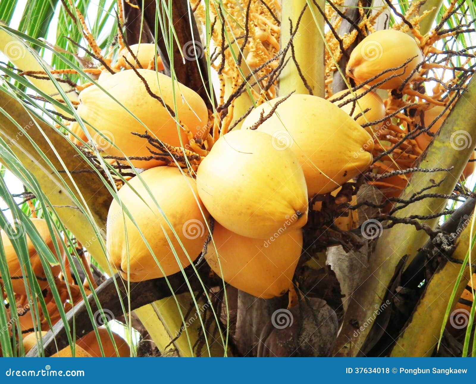 Close Up Yellow Coconut at Tree Stock Photo - Image of road, coconut ...