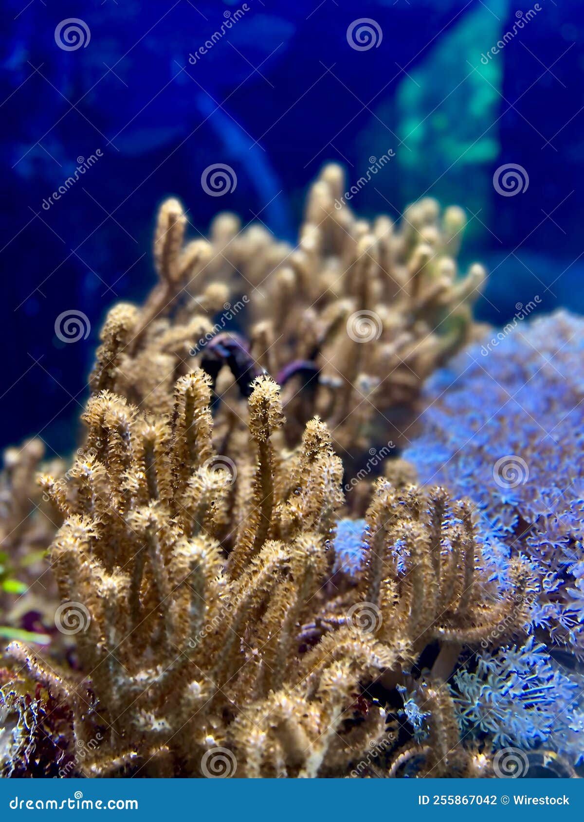 Close Up of a Yellow Coral Under Water Stock Photo - Image of close ...