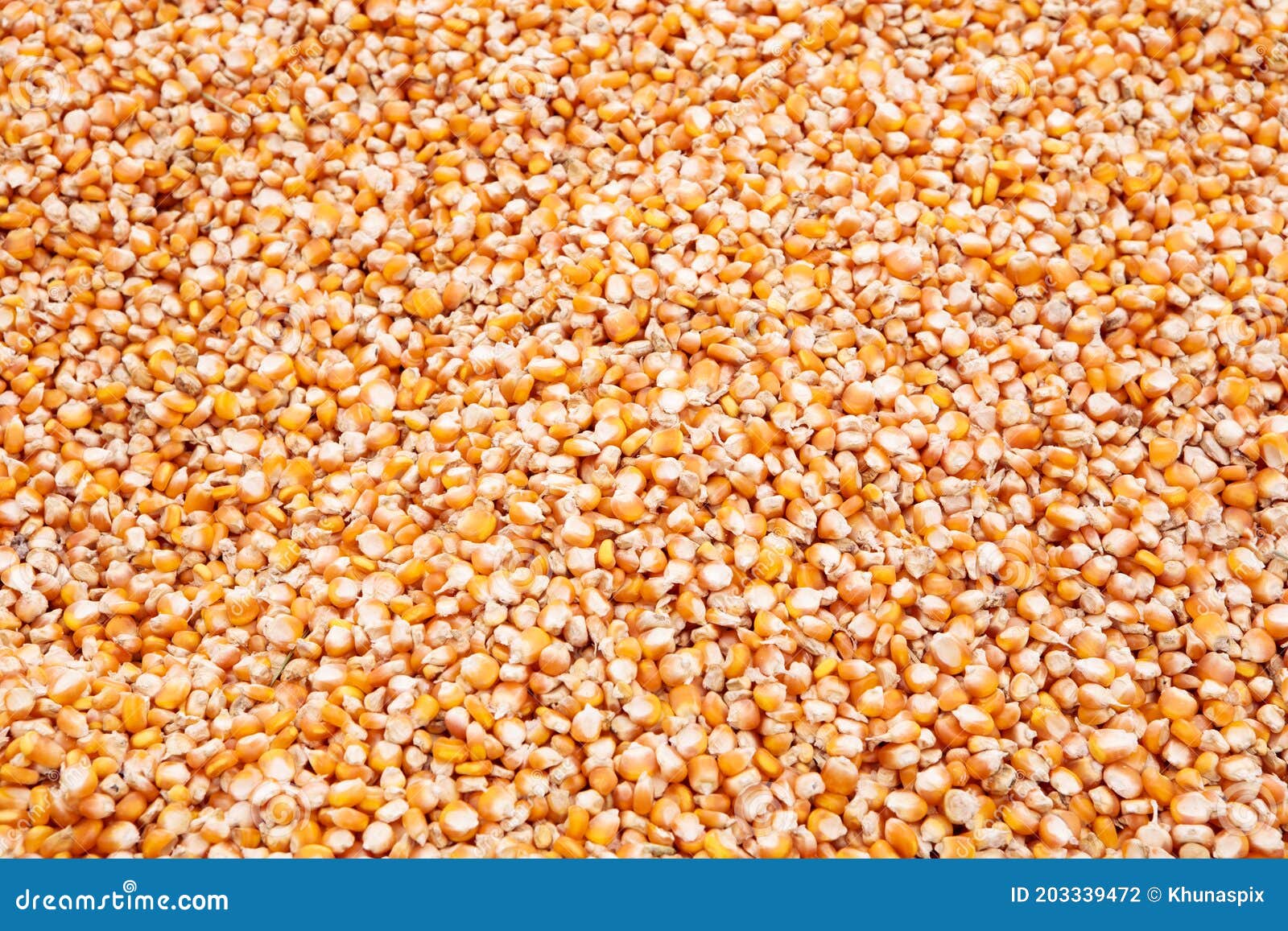 Close Up Yellow Corn Seed on Ground Stock Photo - Image of harvest ...