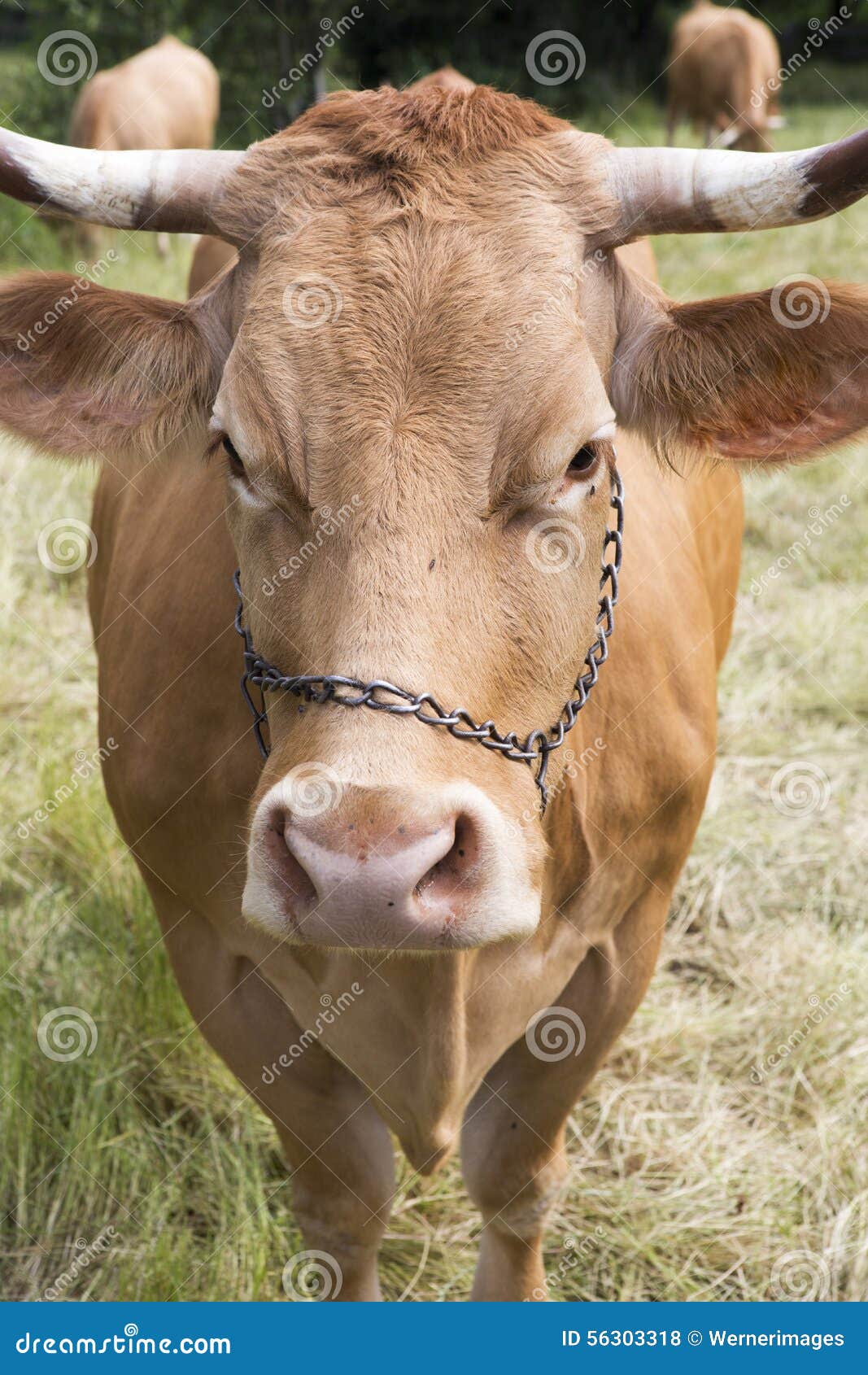 Close-up of a Yellow Cow with Horns Stock Photo - Image of outdoors ...