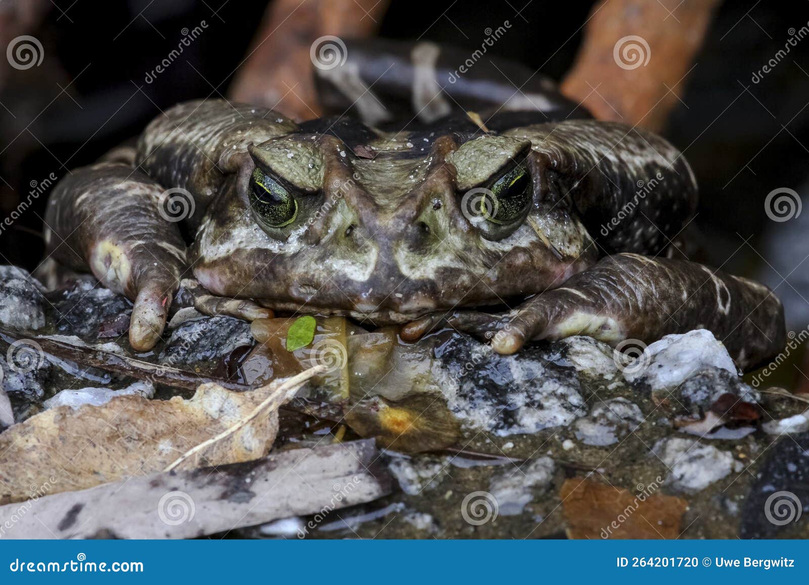Close-up of a Yellow Cururu Toad, Facing Camera, Atlantic Forest ...