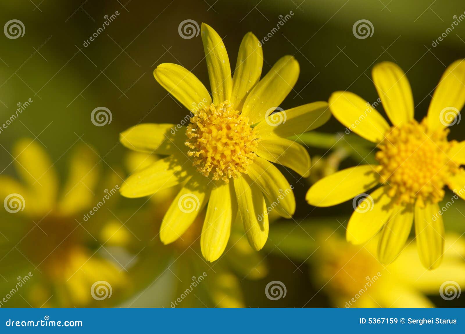 Close-up of yellow flower stock image. Image of flower - 5367159