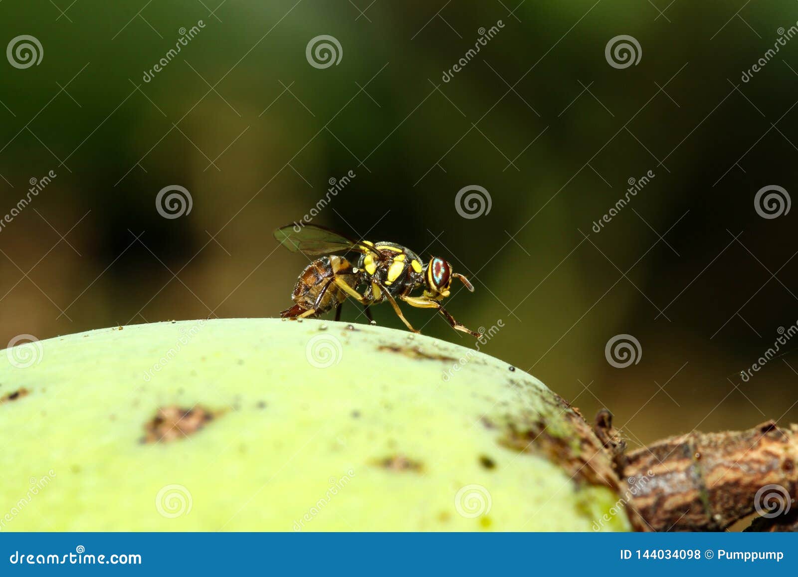 Close Up Yellow Flower Fly on Mango Stock Photo - Image of healthy ...