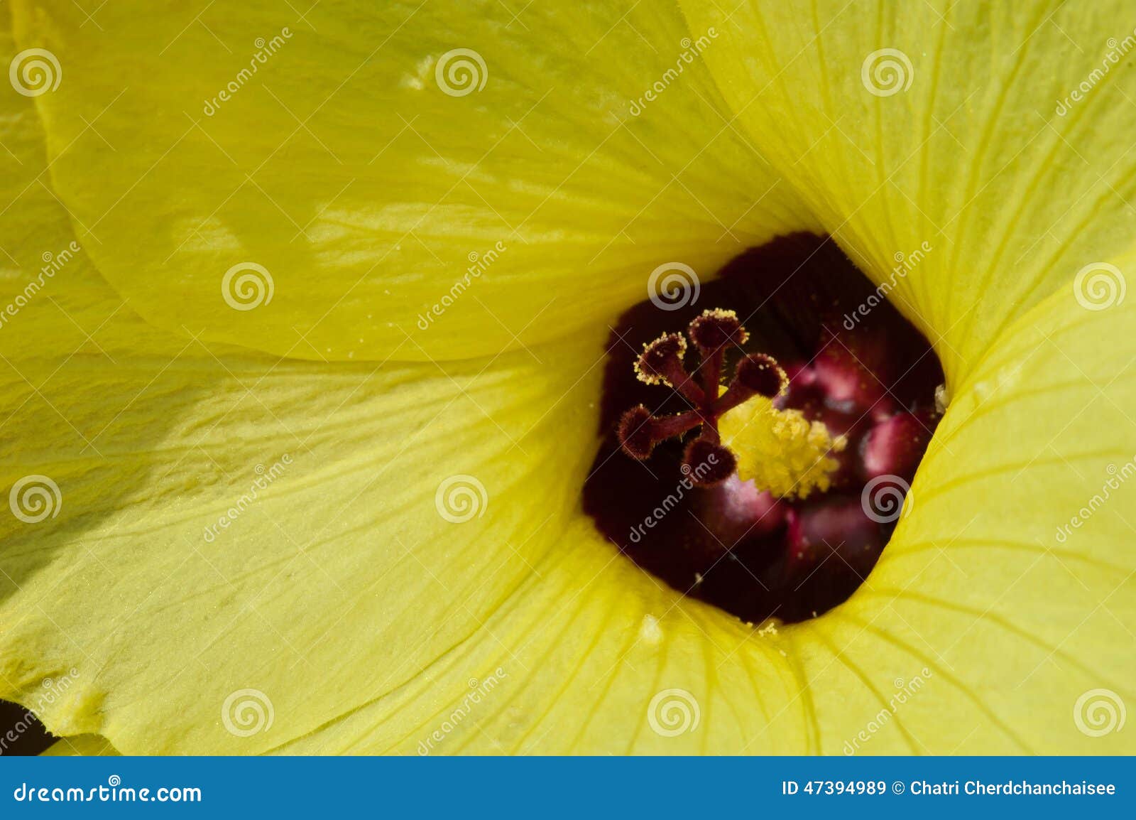 Close Up of Yellow Flower Purple Pollen Stock Image - Image of nature ...