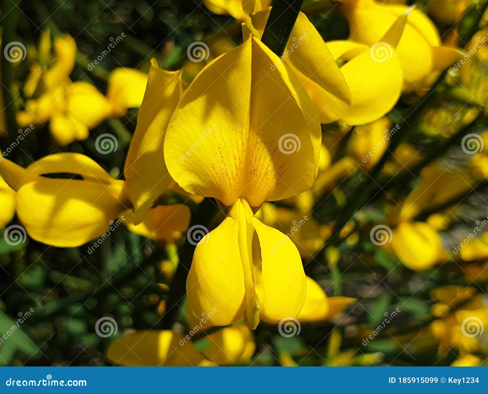 Yellow Flower Spartium Junceum Stock Image - Image of petal, garden ...
