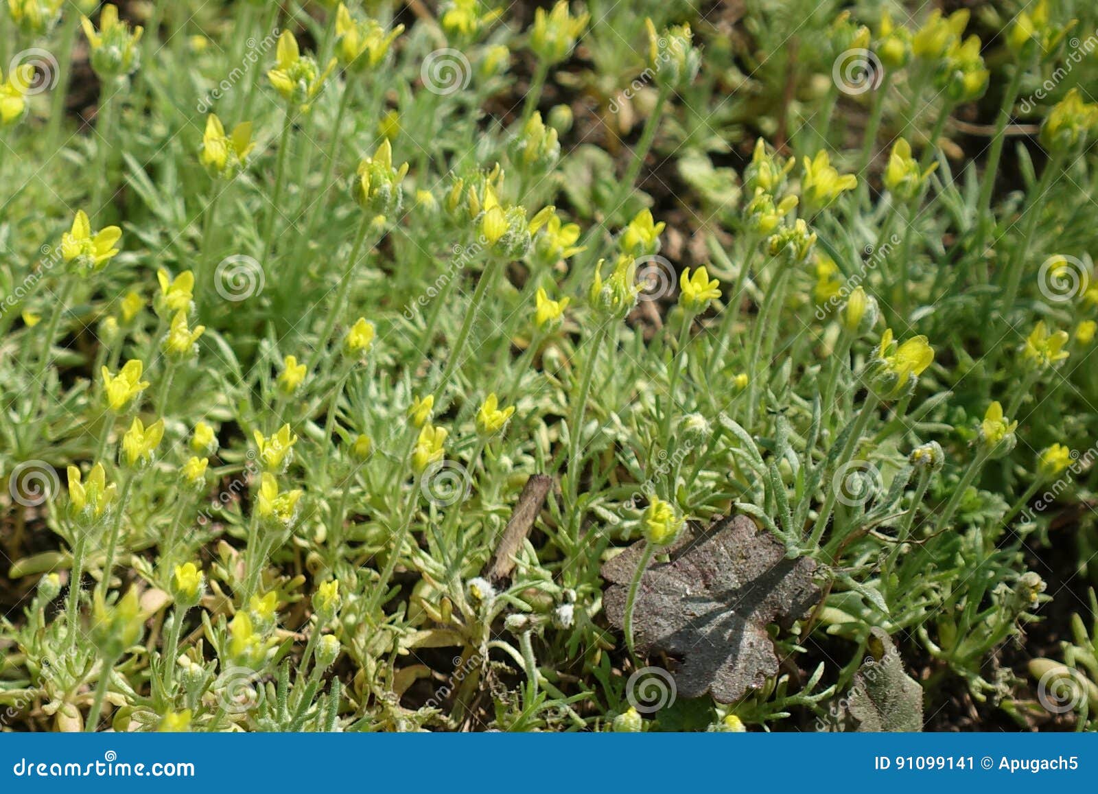 Close-up of Yellow Flowers of Bur Buttercup Stock Image - Image of ...