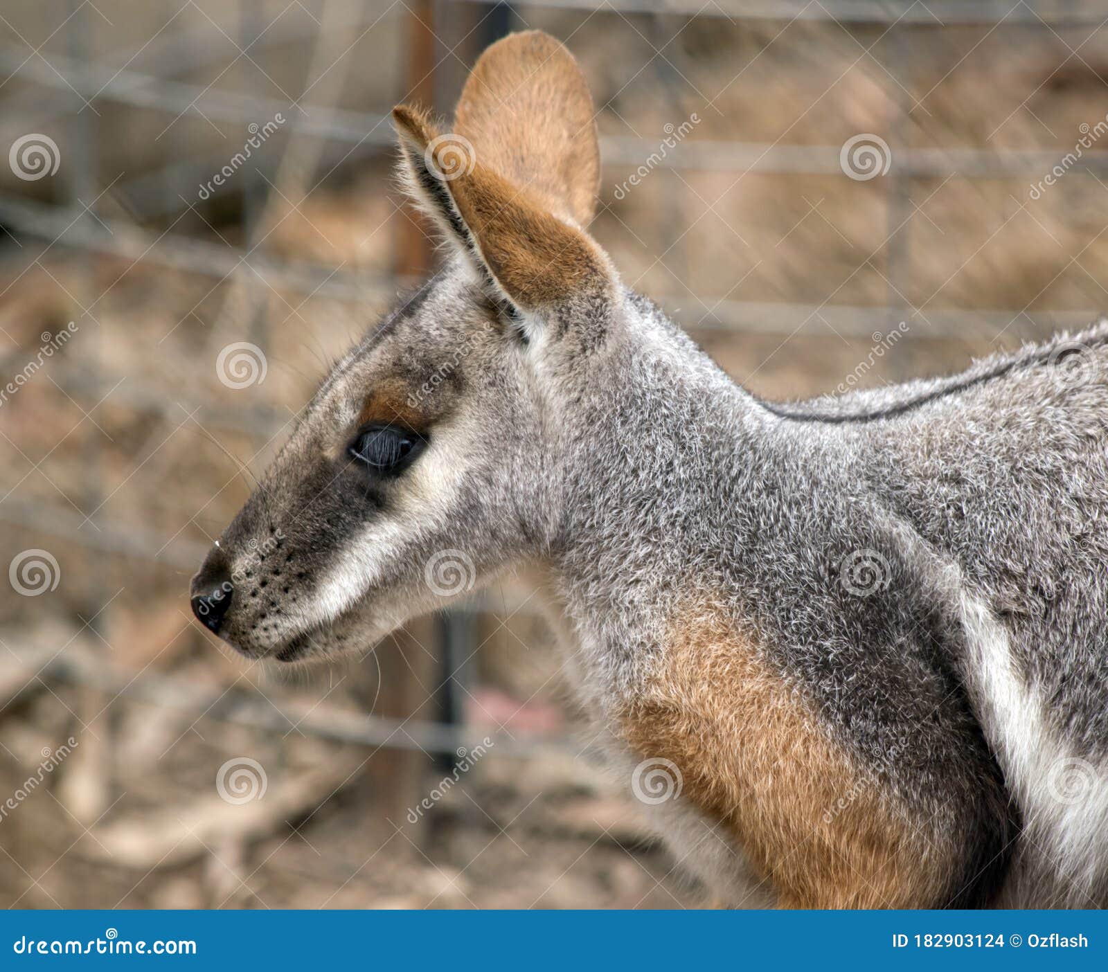 This is a Close Up of a Yellow Footed Rock Wallaby Stock Photo - Image ...